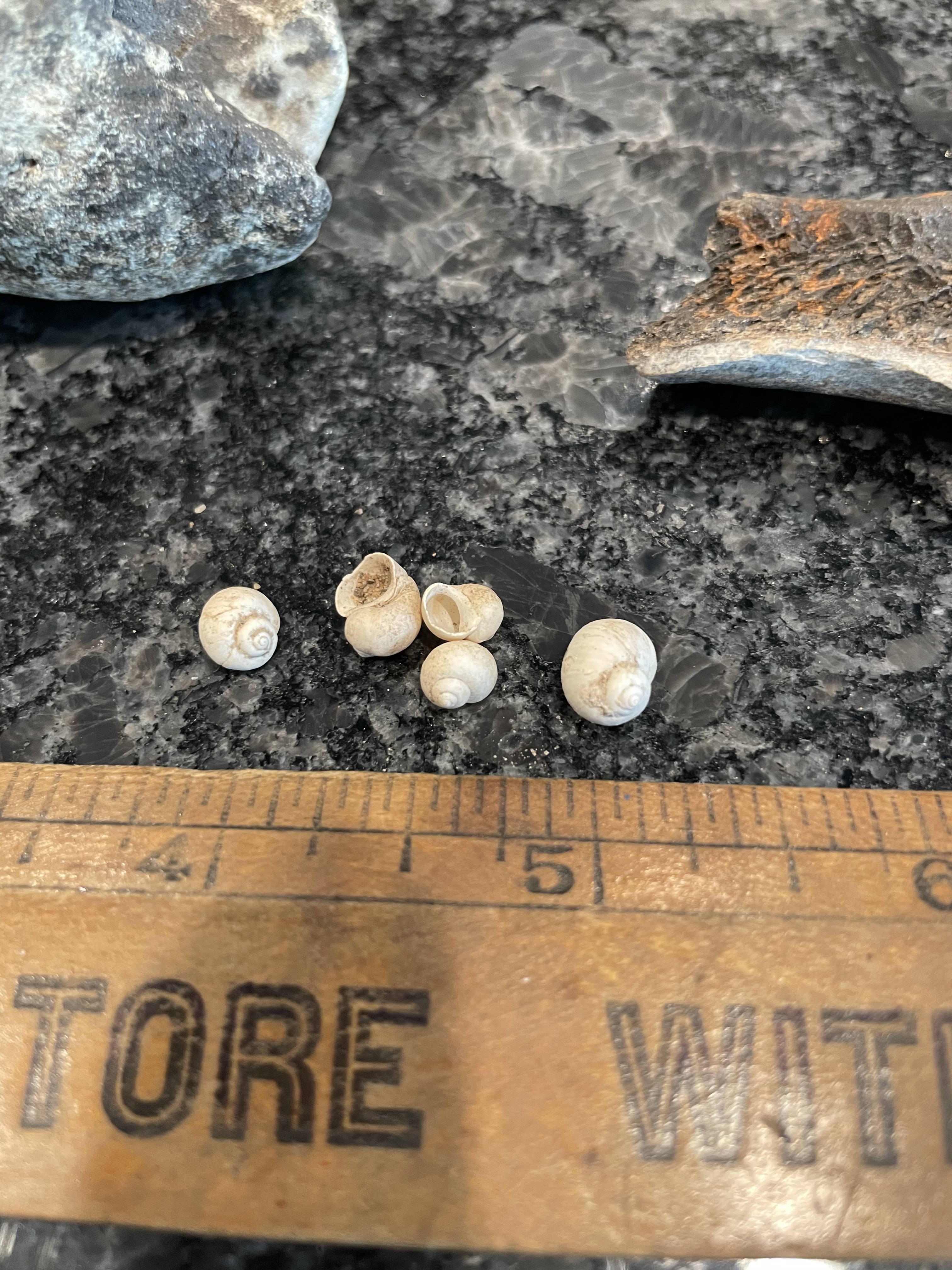 Bone identification from South Weber Utah - Fossil ID - The Fossil Forum