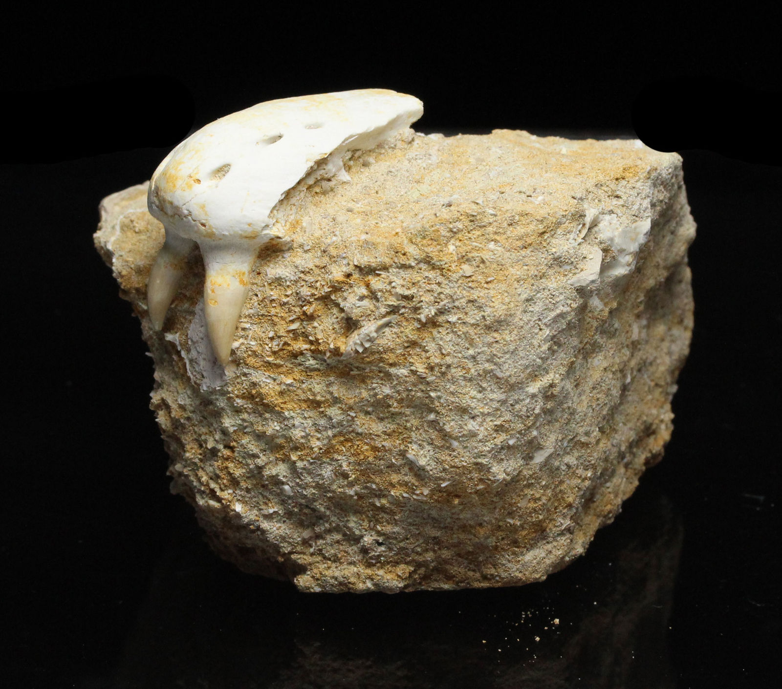 The sharp end of my collection - Member Collections - The Fossil Forum
