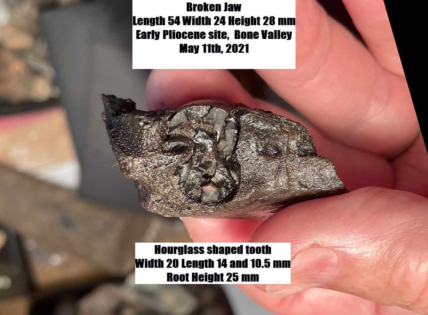 A chunk of jaw with a broken tooth - Fossil ID - The Fossil Forum