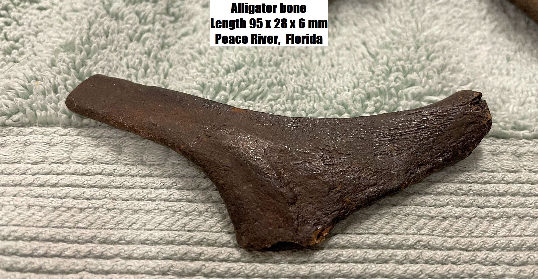 Alligator Bones - Fossil ID - The Fossil Forum