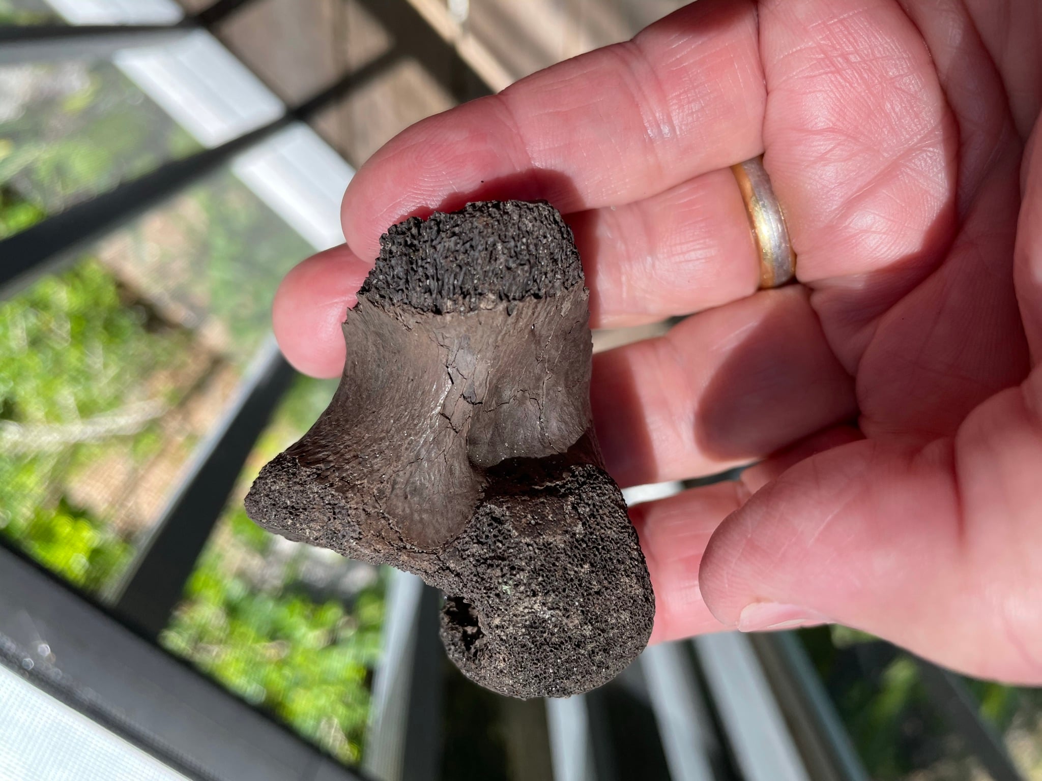 Alligator Bones - Fossil ID - The Fossil Forum