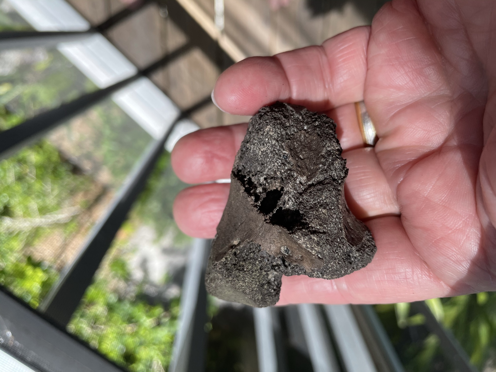 Alligator Bones - Fossil ID - The Fossil Forum