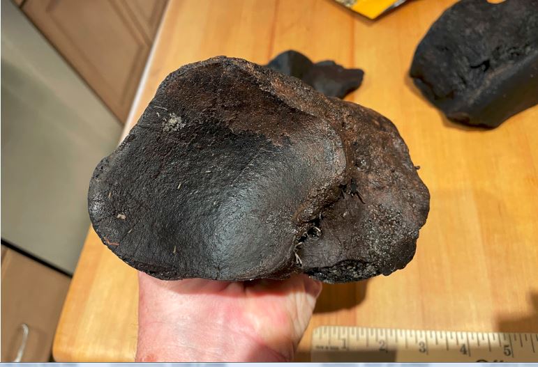 Bones...big bones - Fossil ID - The Fossil Forum