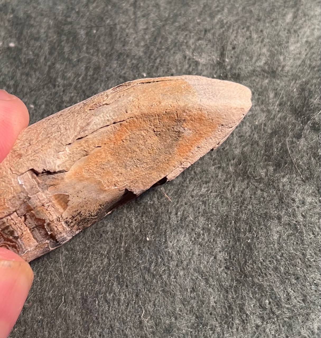 One more Odontocete? tooth, Pliocene - Fossil ID - The Fossil Forum