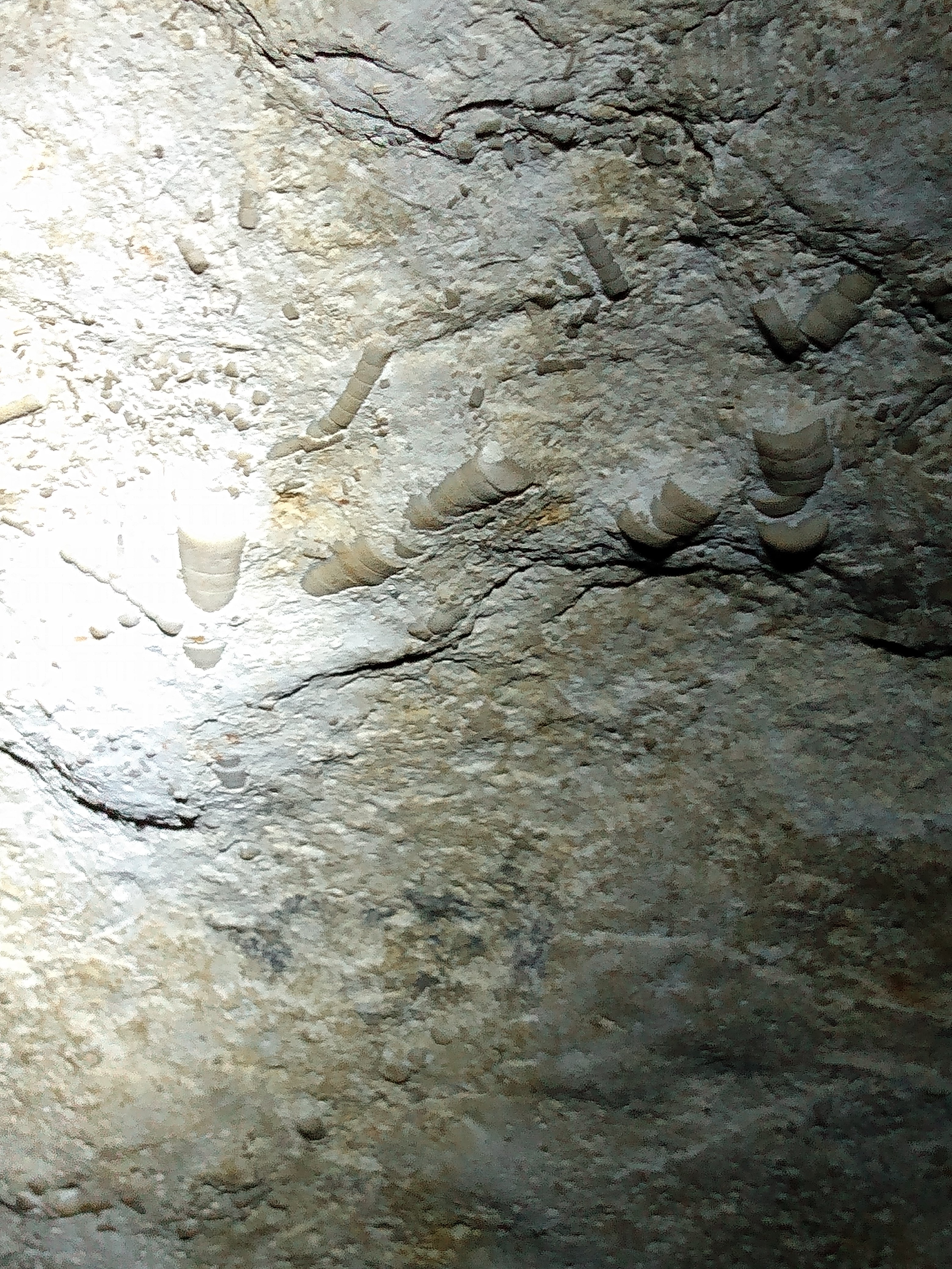 Multiple fossils - Fossil ID - The Fossil Forum