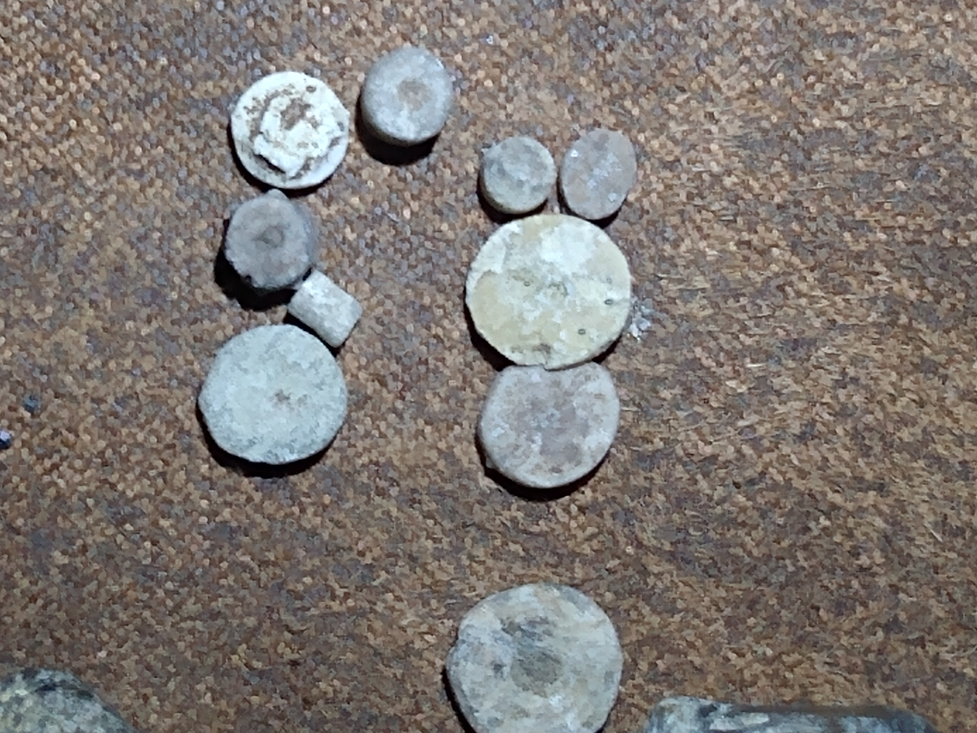 Multiple fossils - Fossil ID - The Fossil Forum