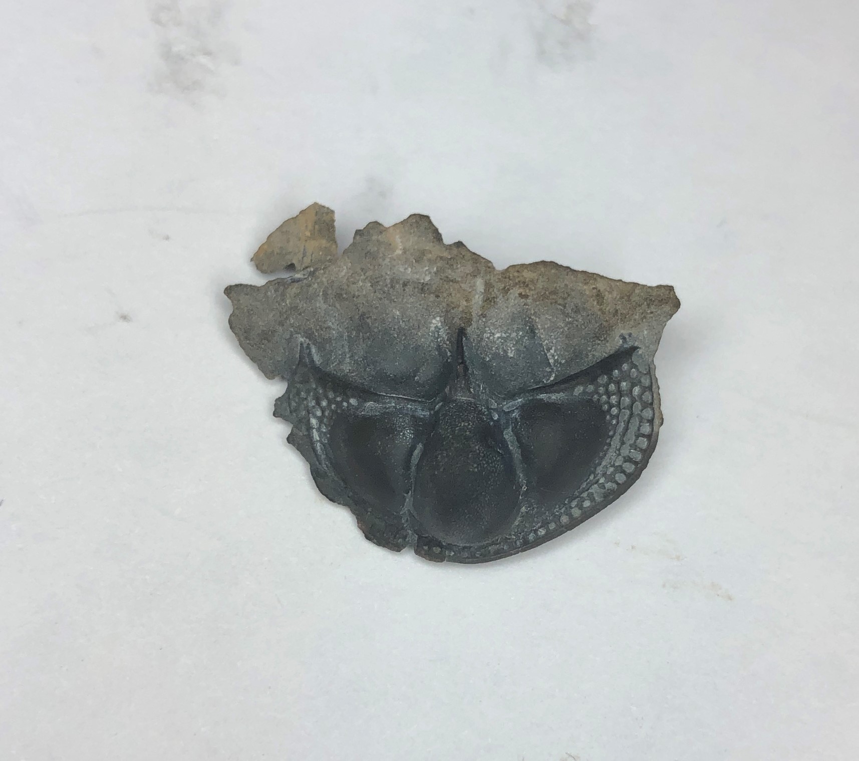 Its fossil Friday! Share your latest fossil picts. - General Fossil ...