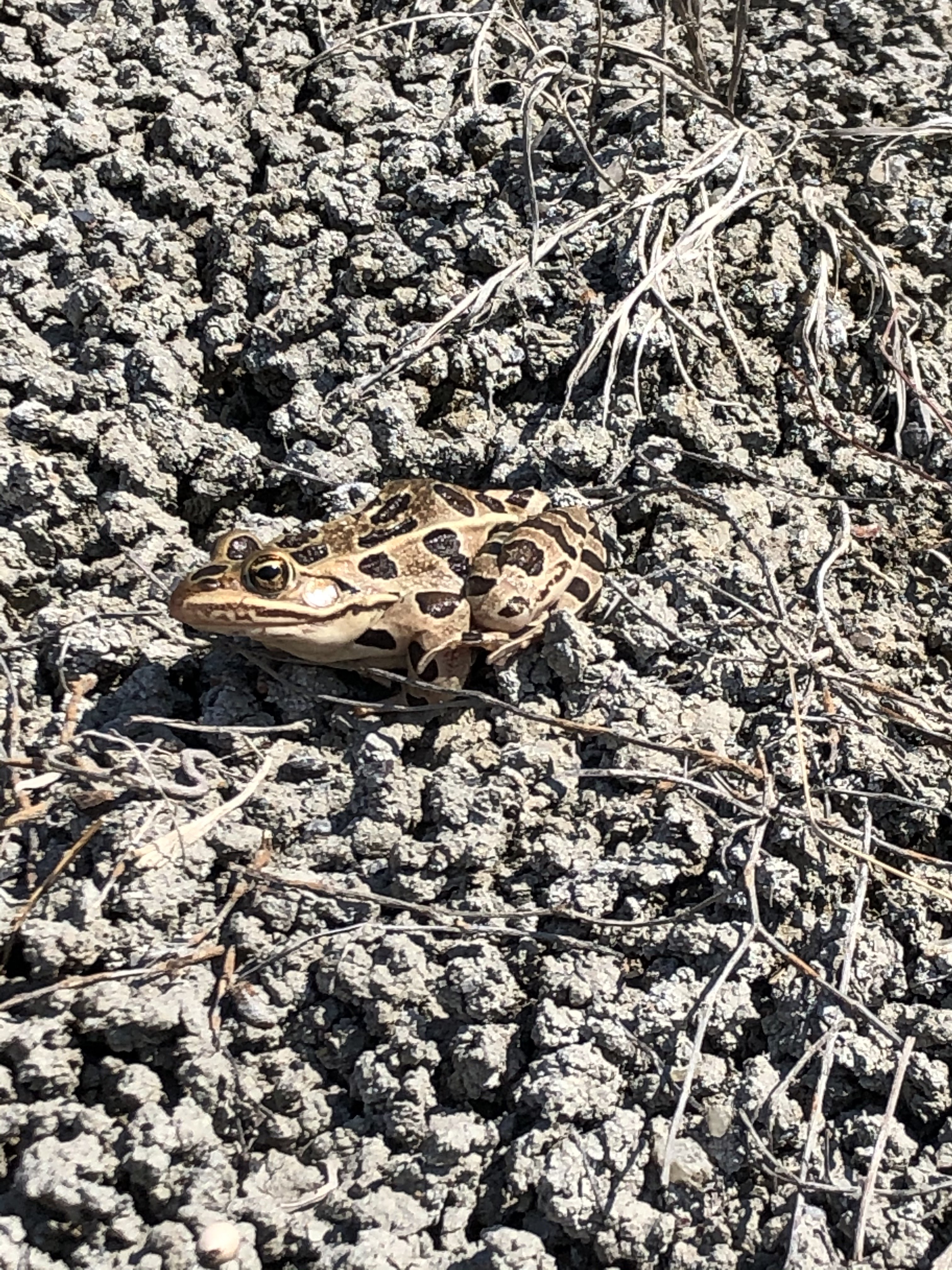 Pierre Shale Pictorial Trip Report - Fossil Hunting Trips - The Fossil ...