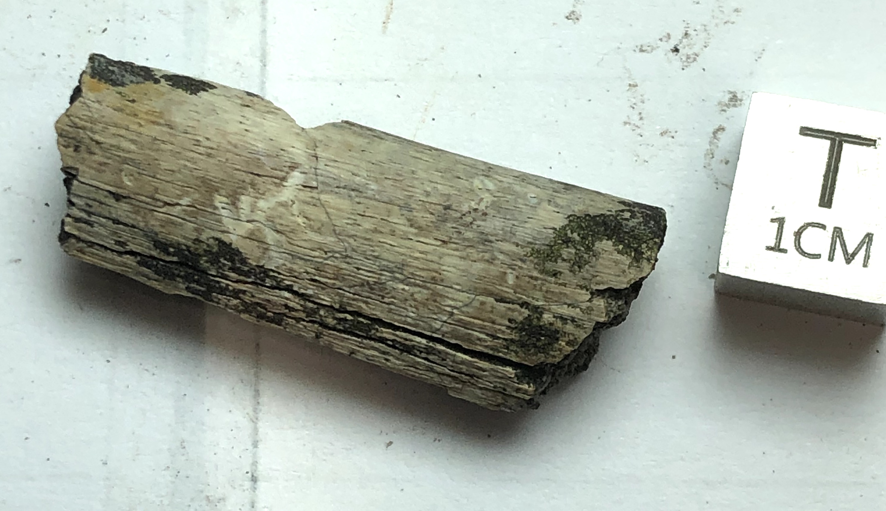 Pierre Shale Pictorial Trip Report - Fossil Hunting Trips - The Fossil ...