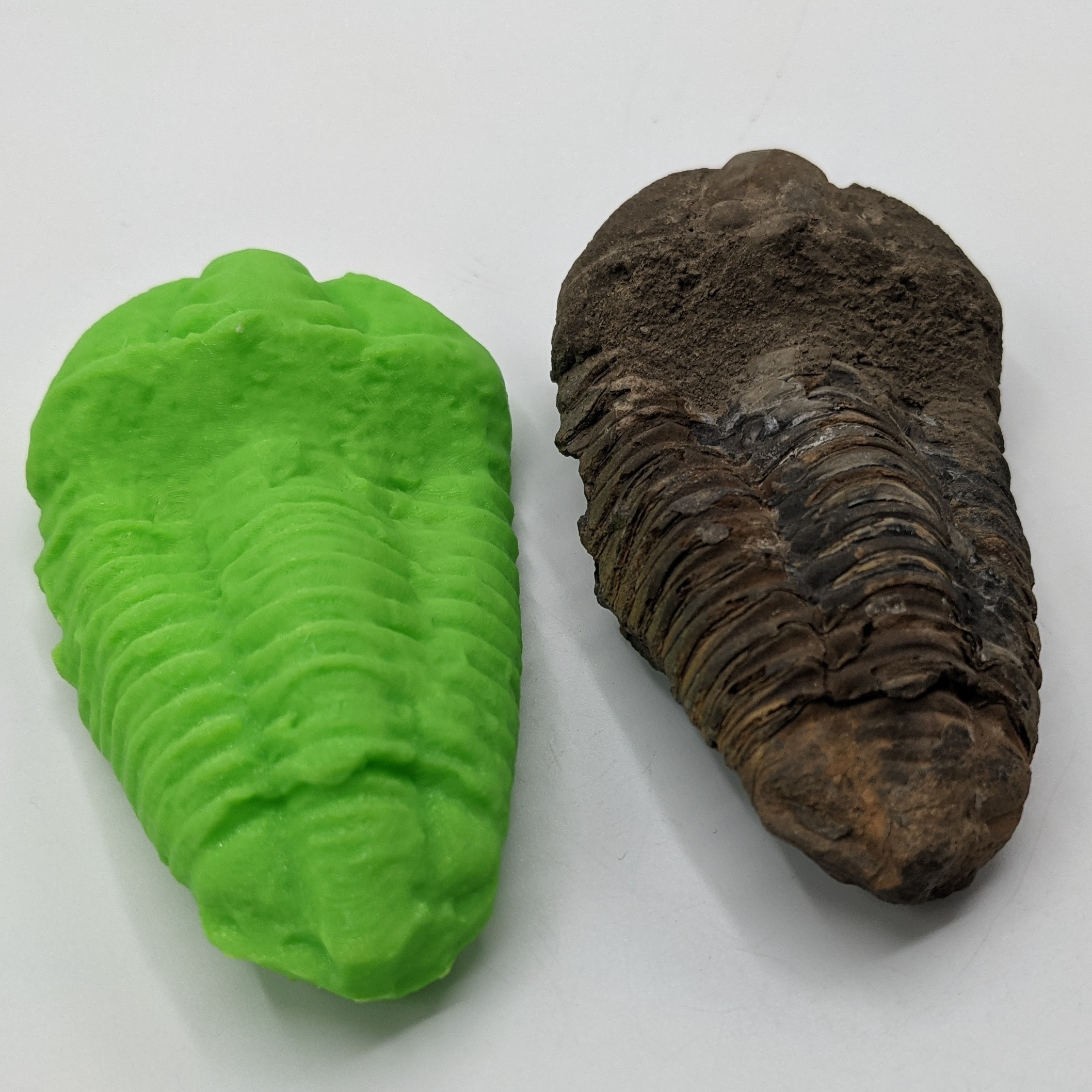 Making fossil replicas with 3d printing - Paleo Re-creations - The ...