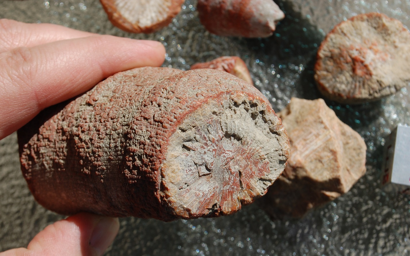 Red horn corals - where from? (US Southwest?) - Fossil ID - The Fossil ...