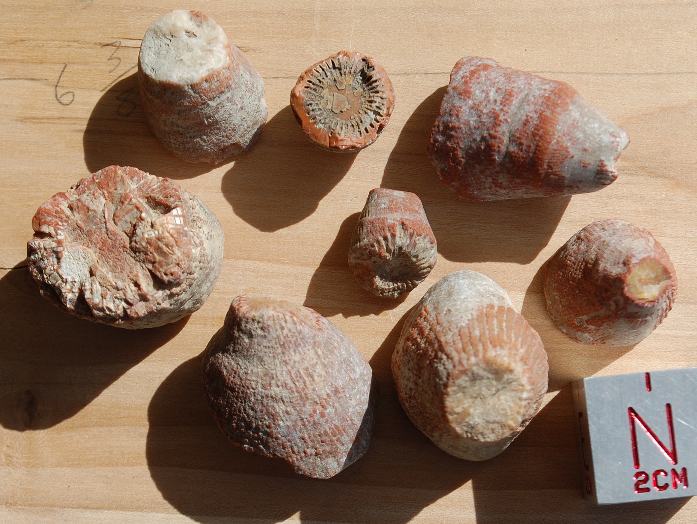 Red horn corals - where from? (US Southwest?) - Fossil ID - The Fossil ...