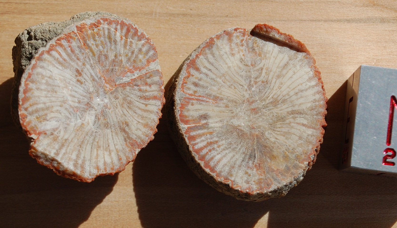 Red horn corals - where from? (US Southwest?) - Fossil ID - The Fossil ...