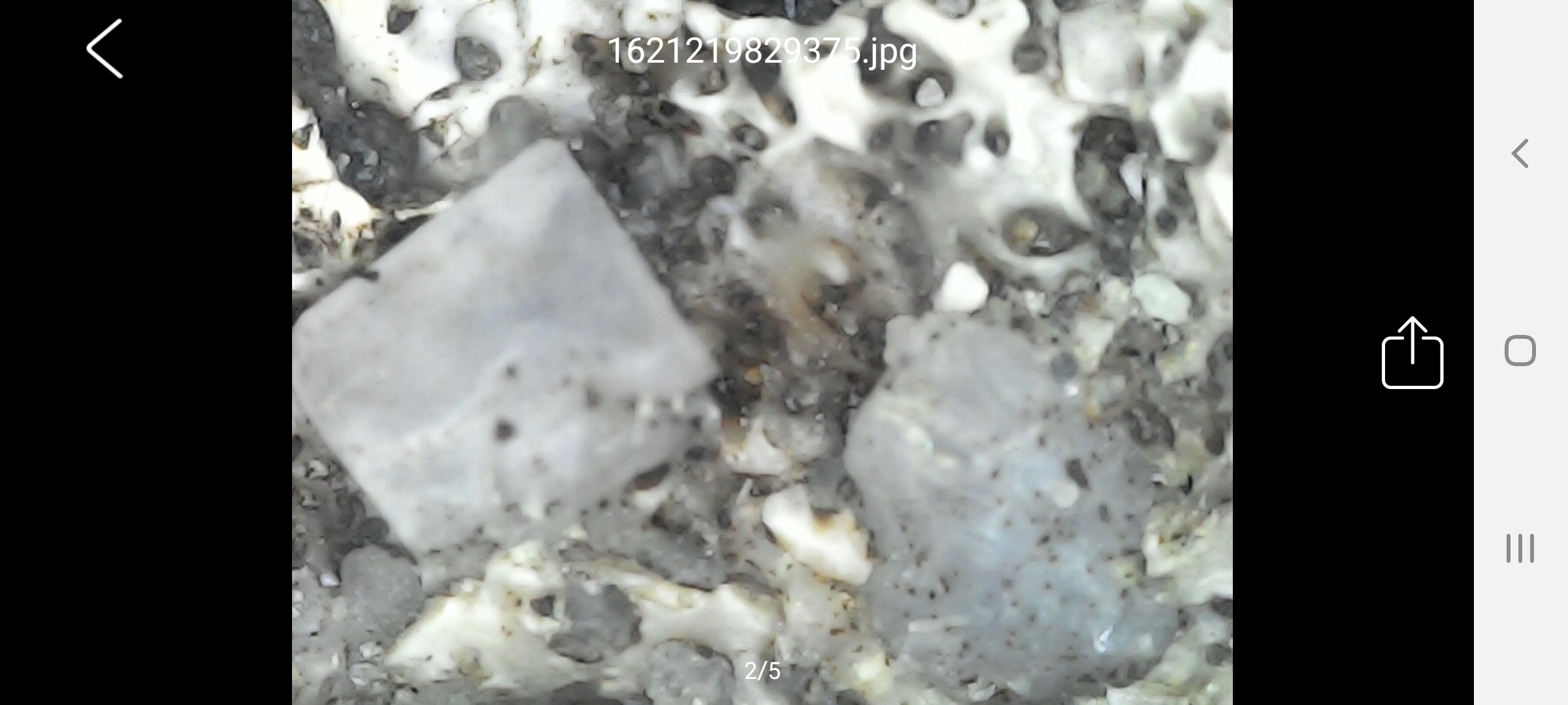 Seeking identification on Alberta specimen - Fossil ID - The Fossil Forum