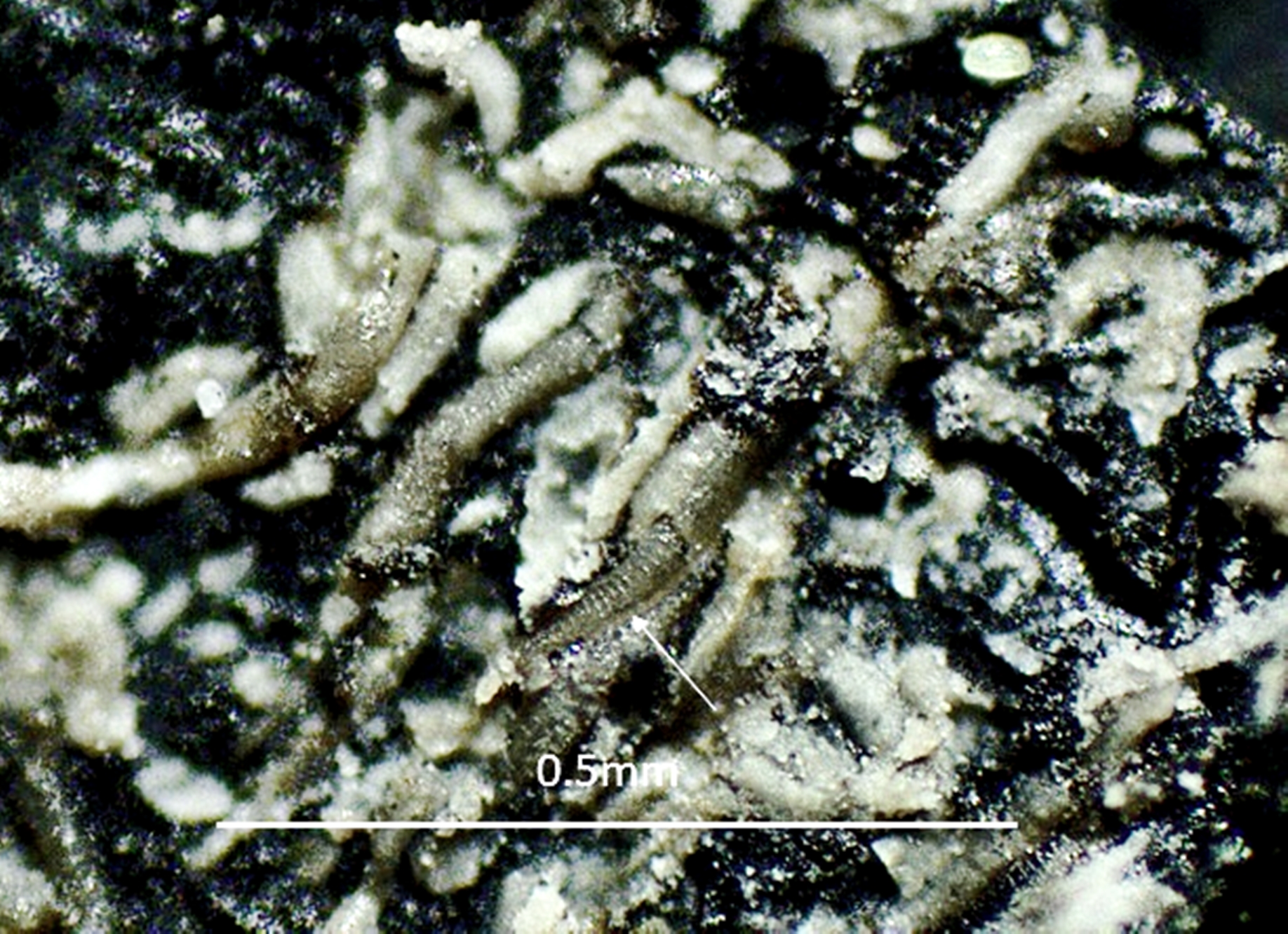 Wow!!! Preserved fossil nematodes in shale? - Fossil ID - The Fossil Forum