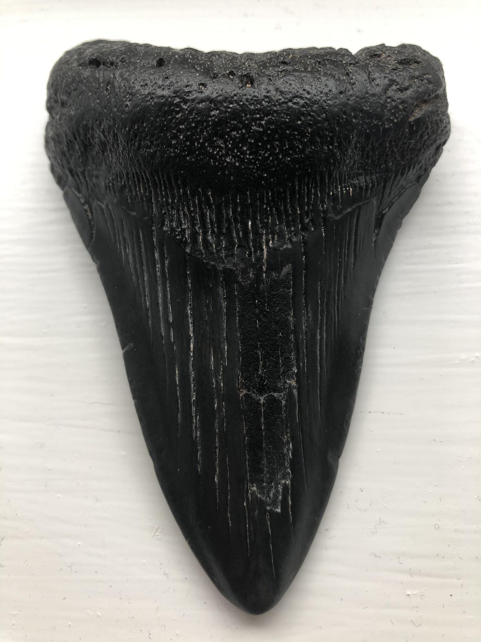 Megalodon Tooth - Real or Fake? - Is It Real? How to Recognize Fossil ...