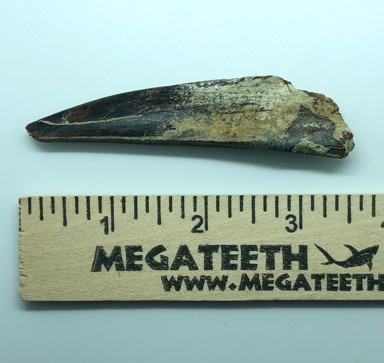 Time for the Bullheads ! Show us your Heterodontus fossils - Page 2 ...
