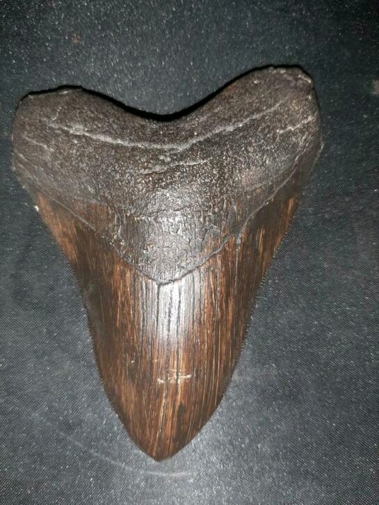 Fake or real brown meg tooth - Is It Real? How to Recognize Fossil ...