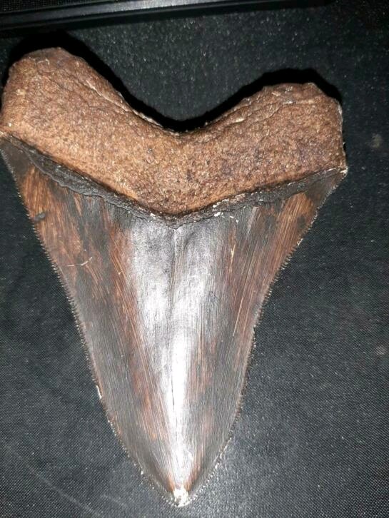 Fake or real brown meg tooth - Is It Real? How to Recognize Fossil ...