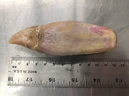 Bone with flint? - Fossil ID - The Fossil Forum