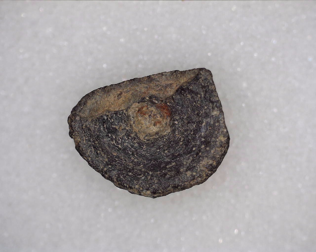 Batoid Vertebra - Member Collections - The Fossil Forum