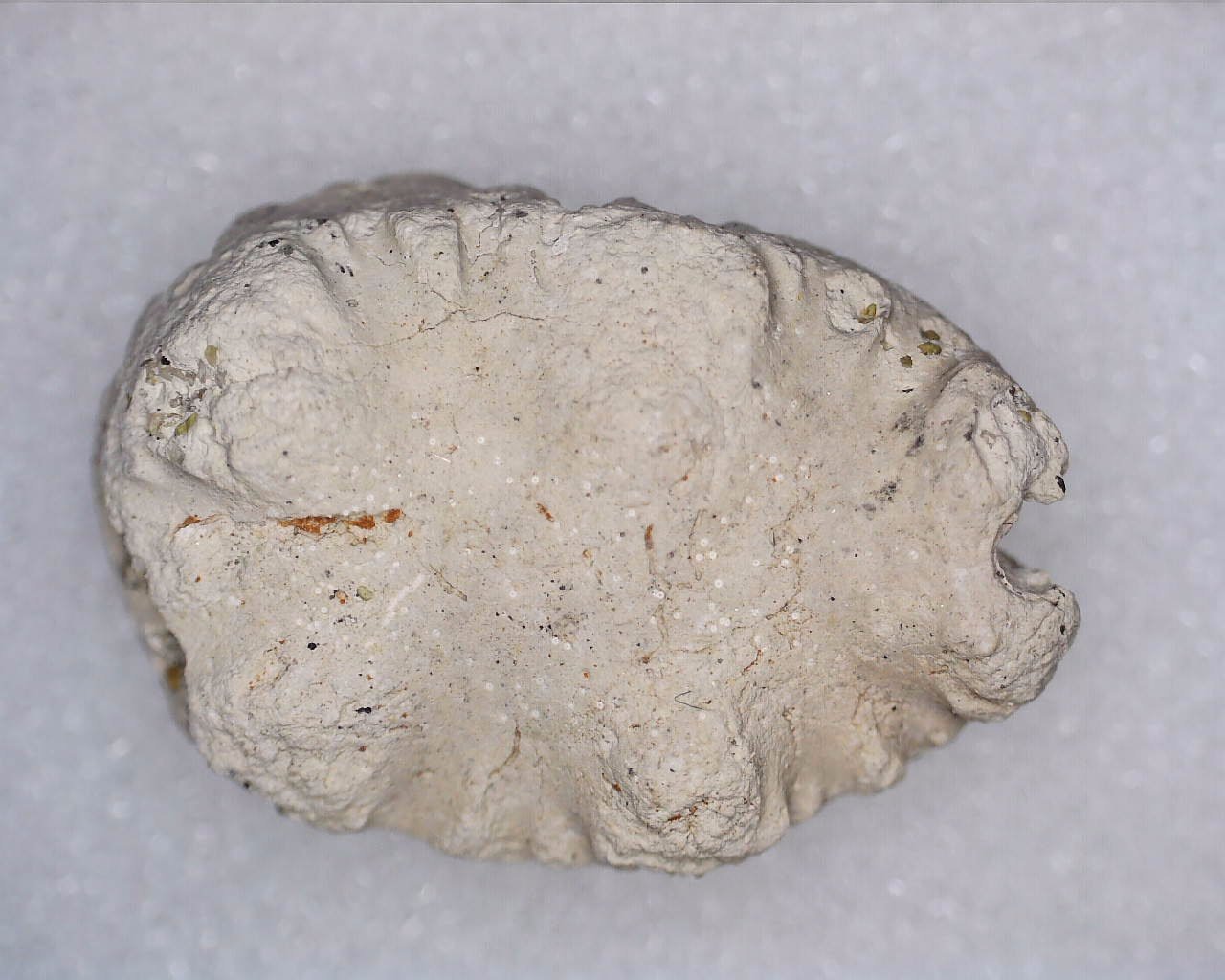 Baculites ovatus - Member Collections - The Fossil Forum