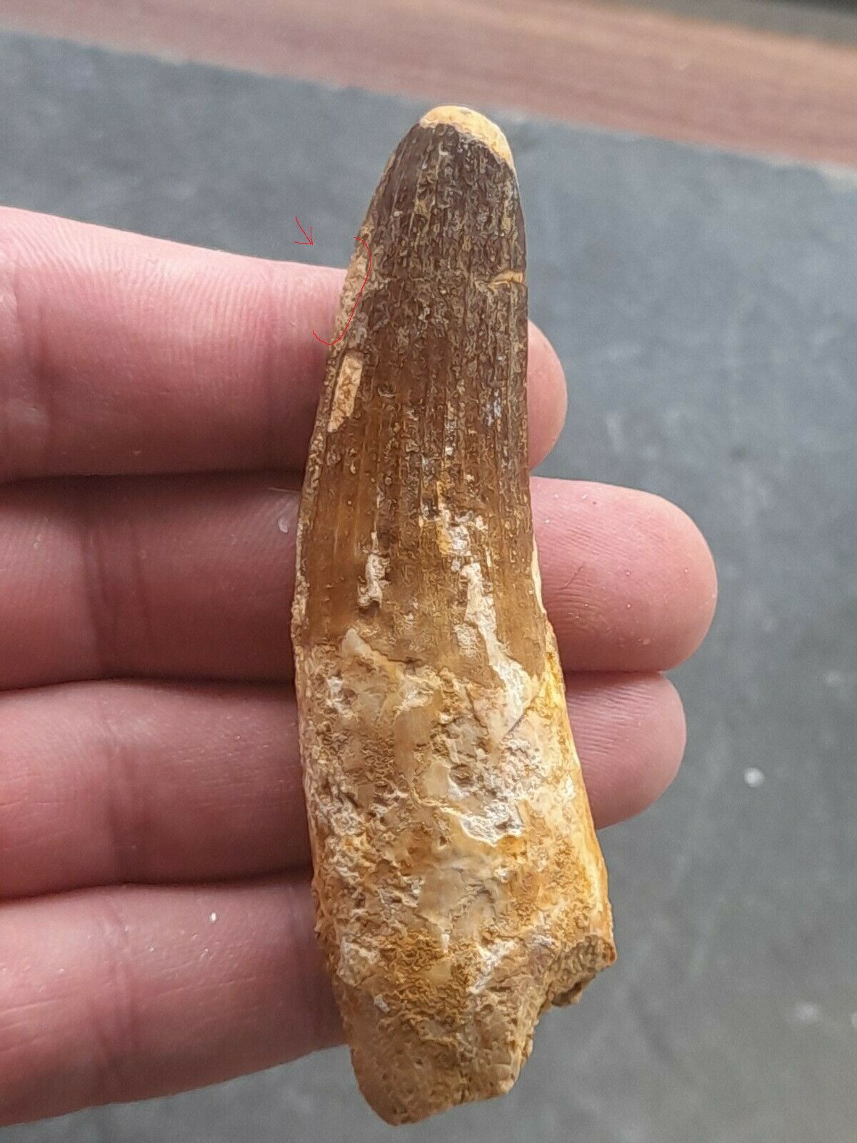 Anything dodgy with this Spino tooth? - Is It Real? How to Recognize ...