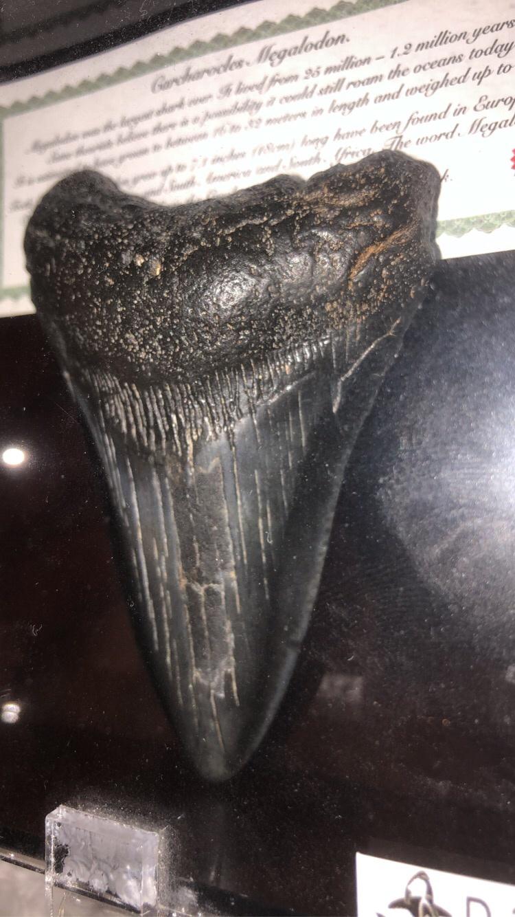 Megalodon Tooth - Real or Fake? - Is It Real? How to Recognize Fossil ...