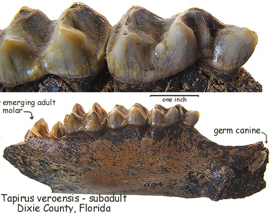 Big Cat Tooth? - Fossil ID - The Fossil Forum