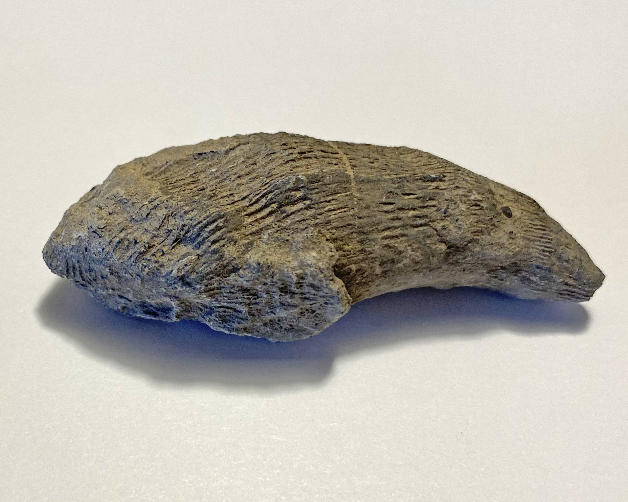 Fossil found in Alberta, Canada - Fossil ID - The Fossil Forum