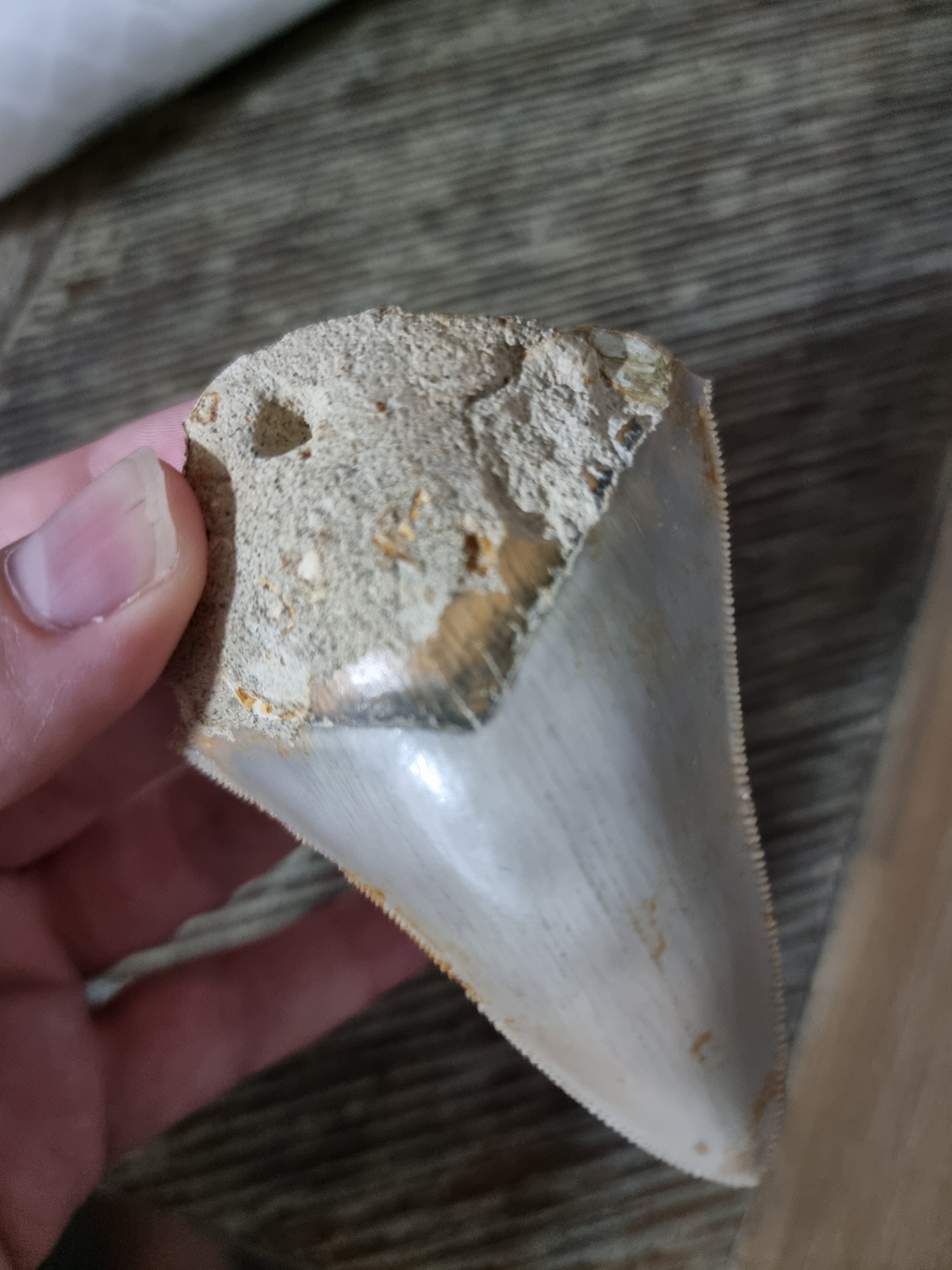 Real or fake megalodon tooth - Is It Real? How to Recognize Fossil ...