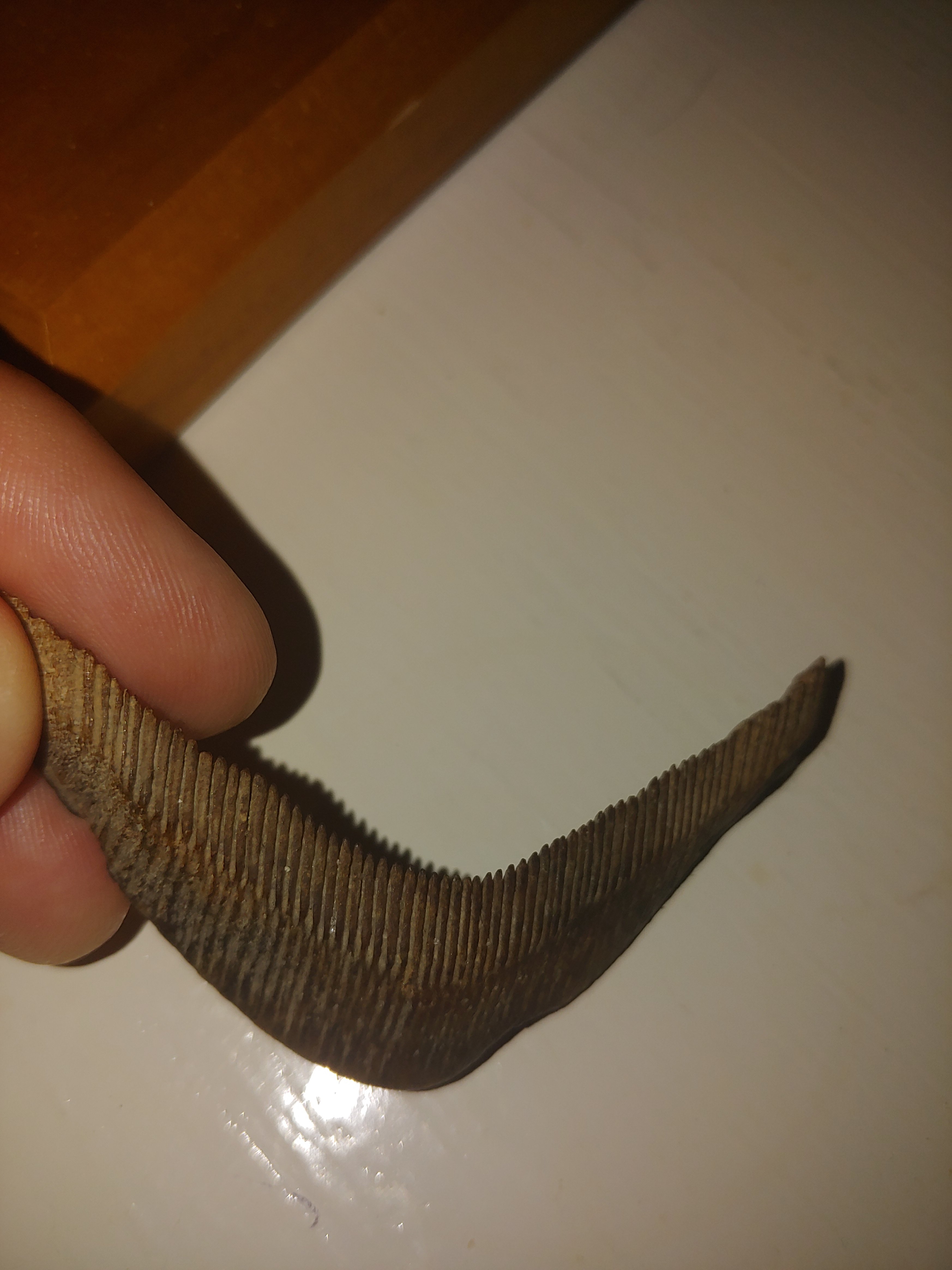 Dental plate - Eagle Ray? - Fossil ID - The Fossil Forum