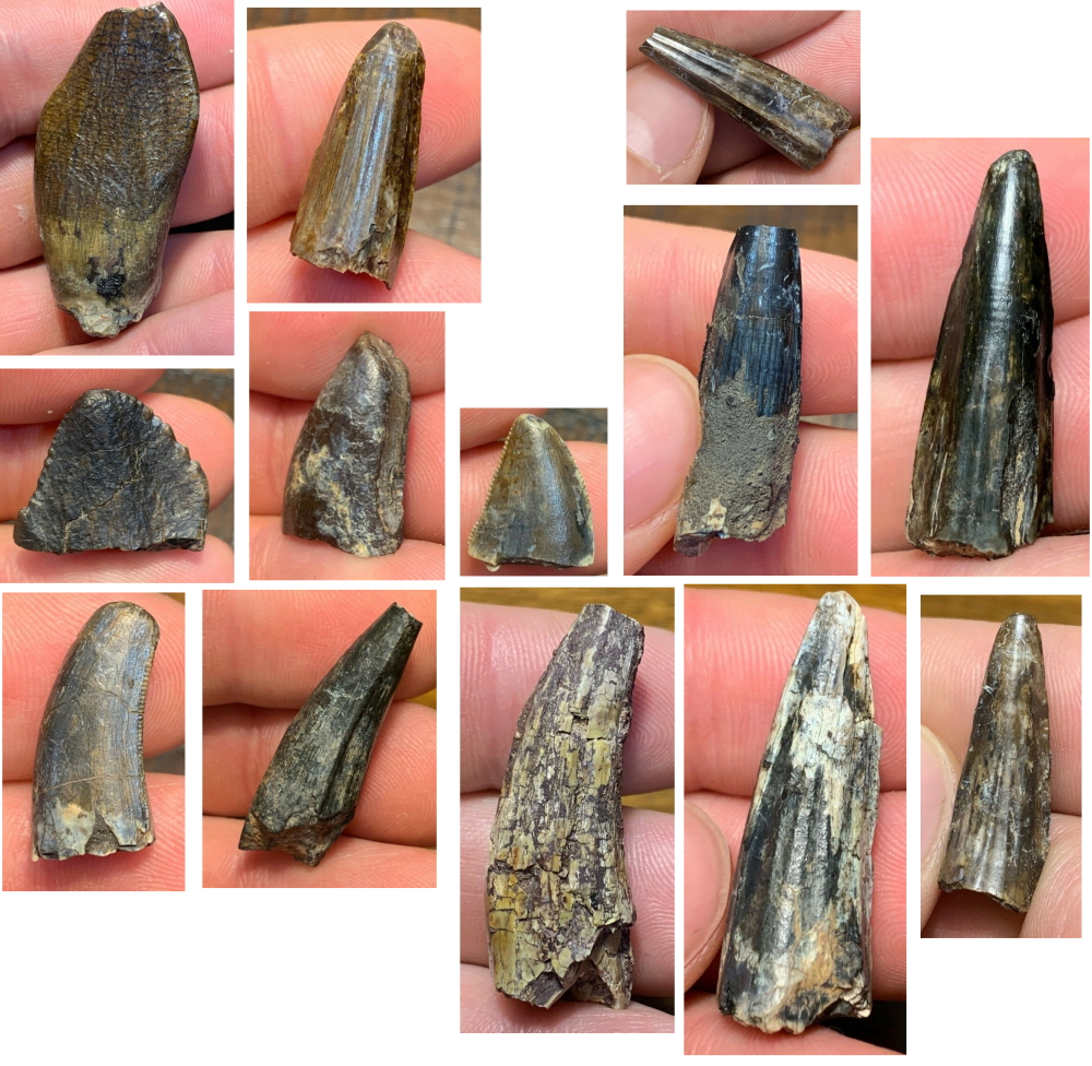 Niger Theropod (+Fish) ID - Fossil ID - The Fossil Forum