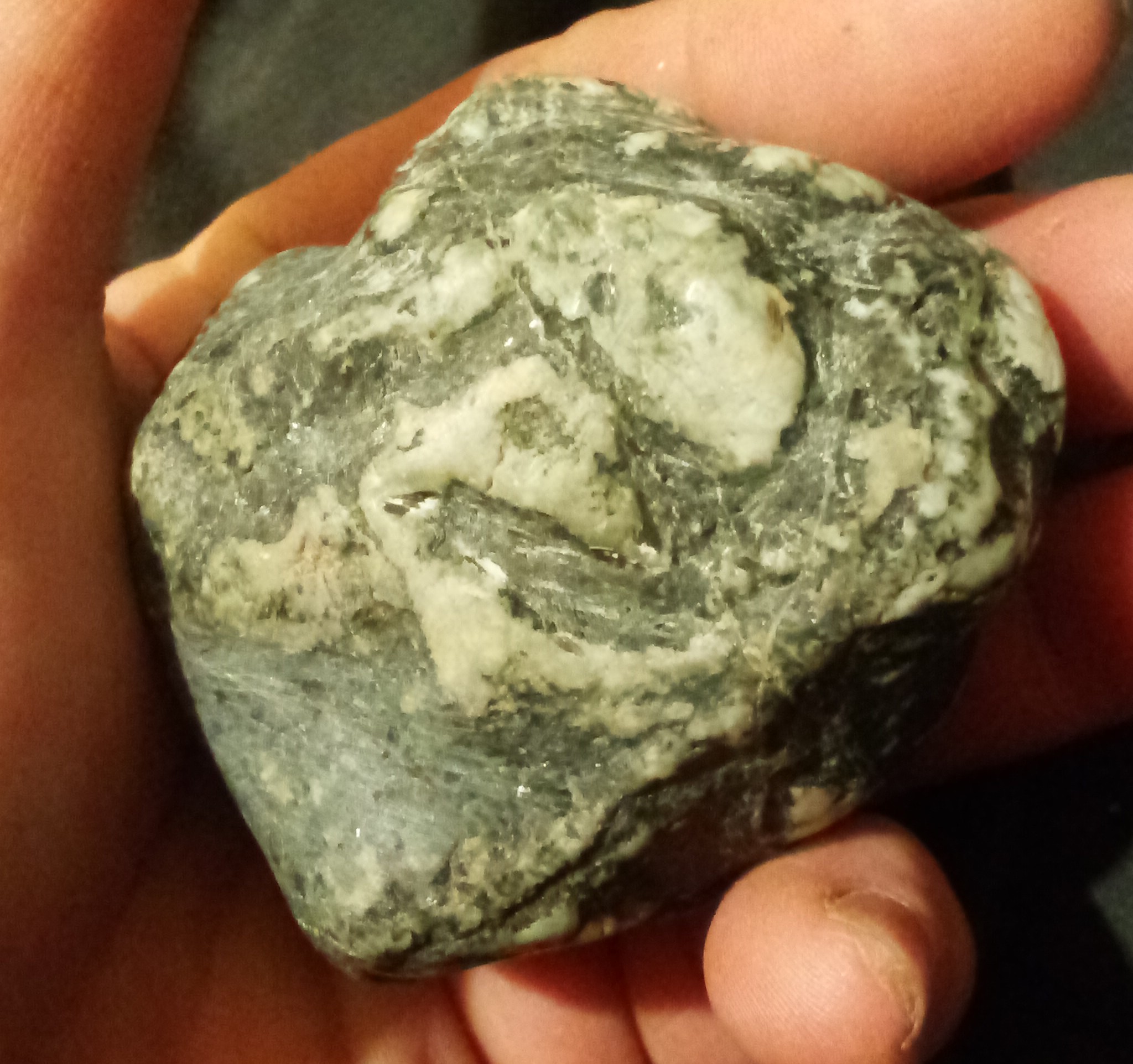 Looks like an egg pod? - Fossil ID - The Fossil Forum