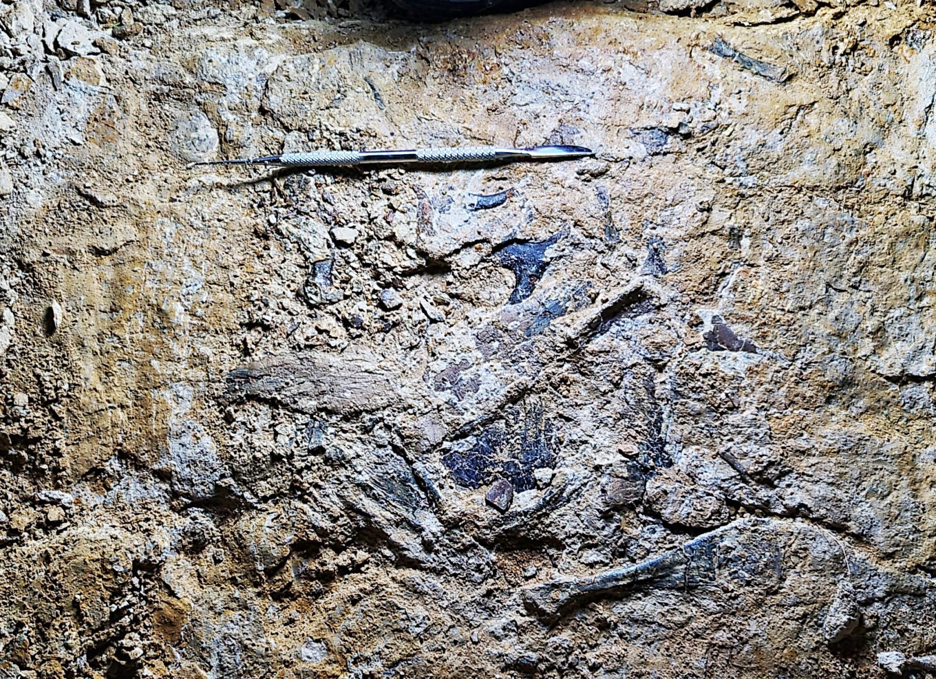 May 2021 Vertebrate Fossil Of The Month Poll - Fossil of the Month ...