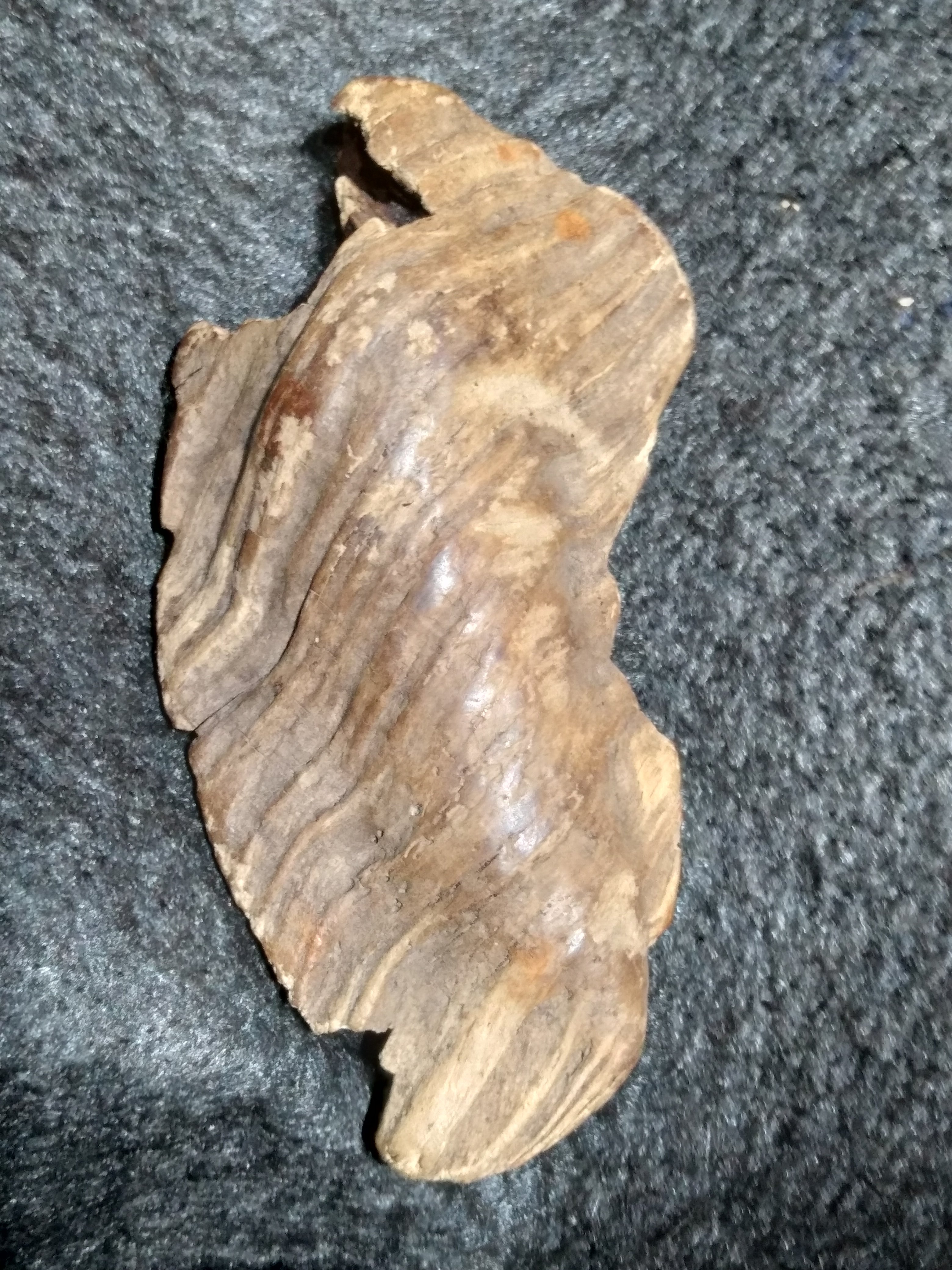 Wooden Cocoon? - Fossil ID - The Fossil Forum
