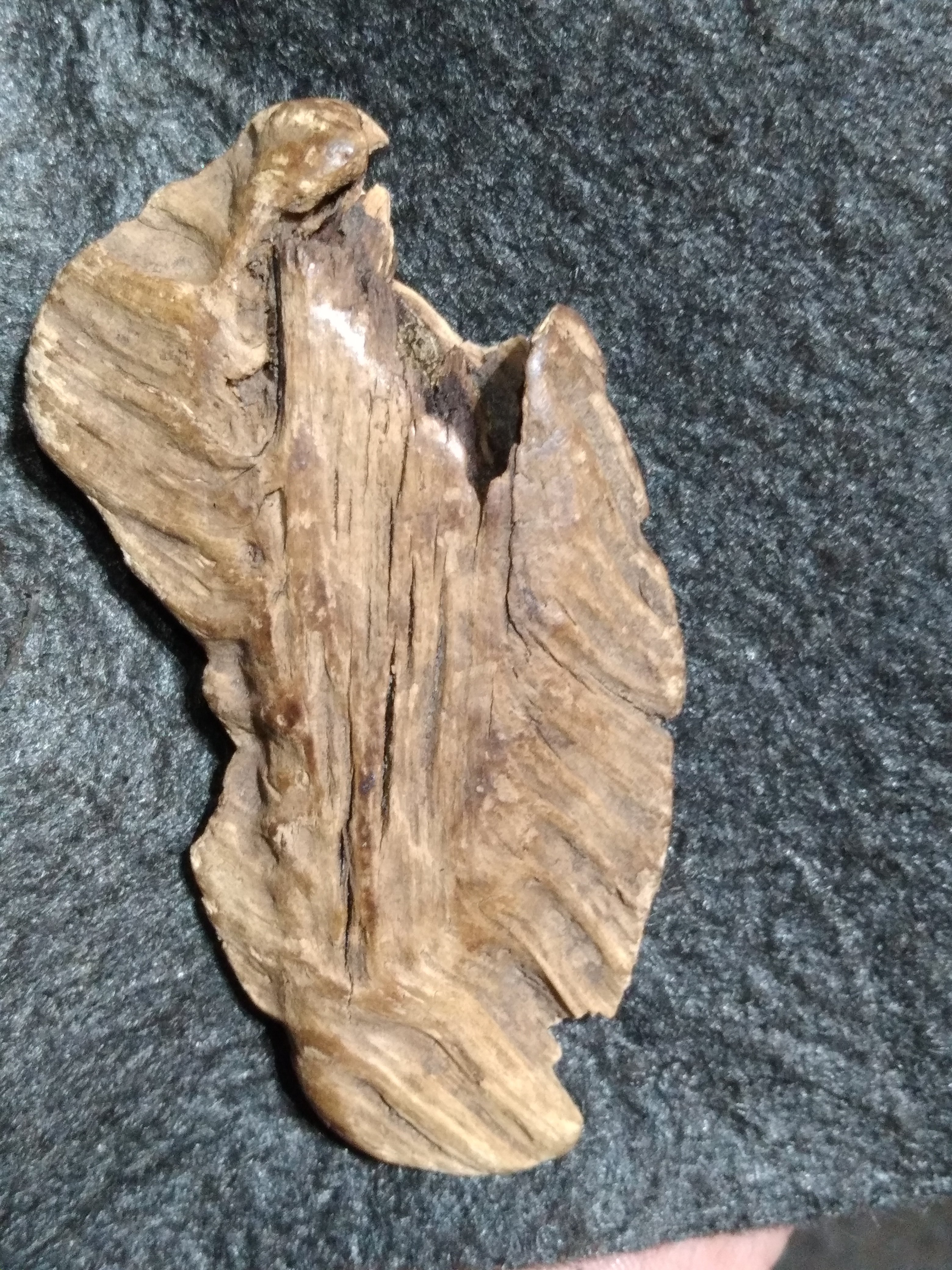 Wooden Cocoon? - Fossil ID - The Fossil Forum