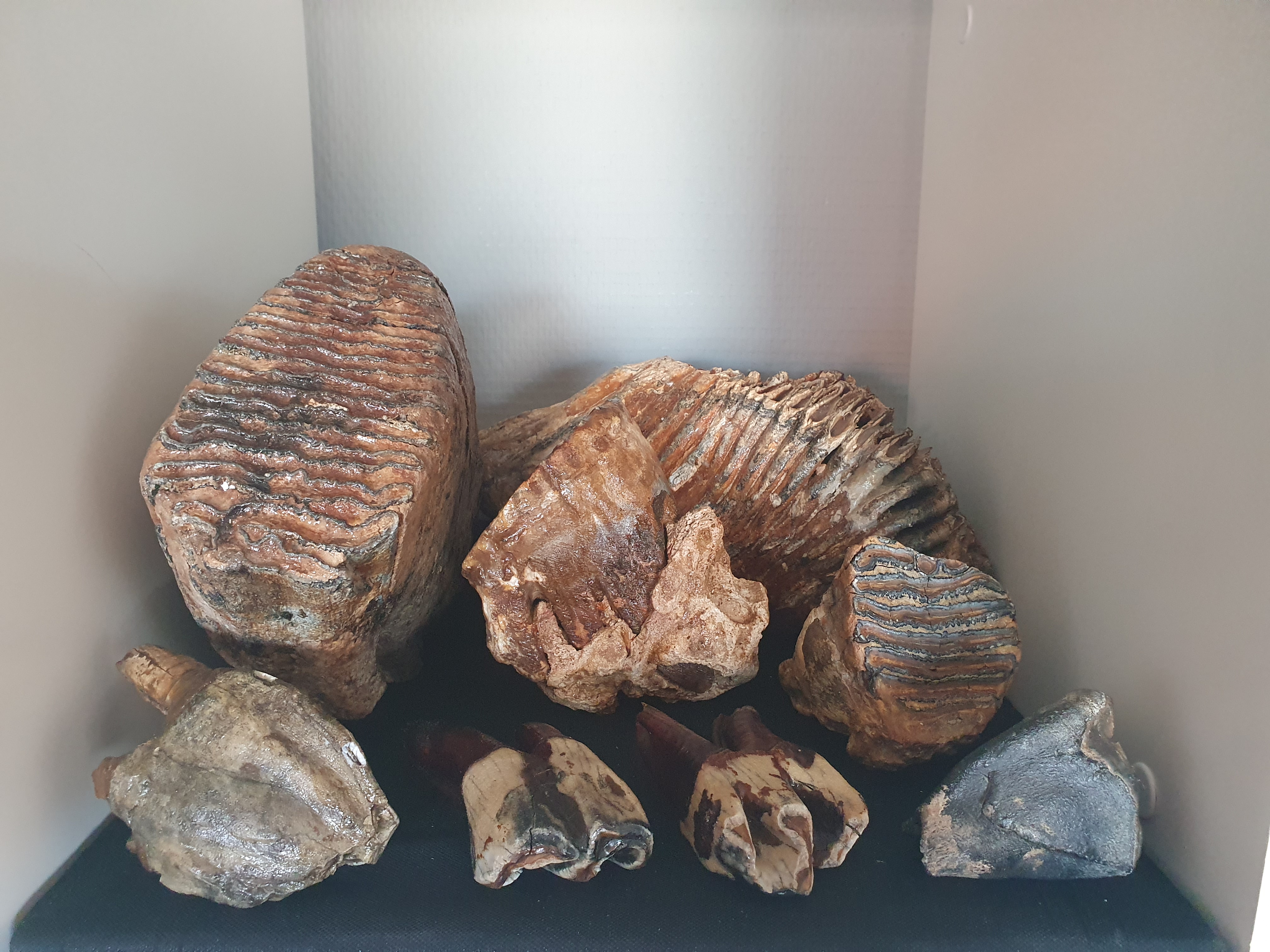 Mammal ice age collection - Member Collections - The Fossil Forum