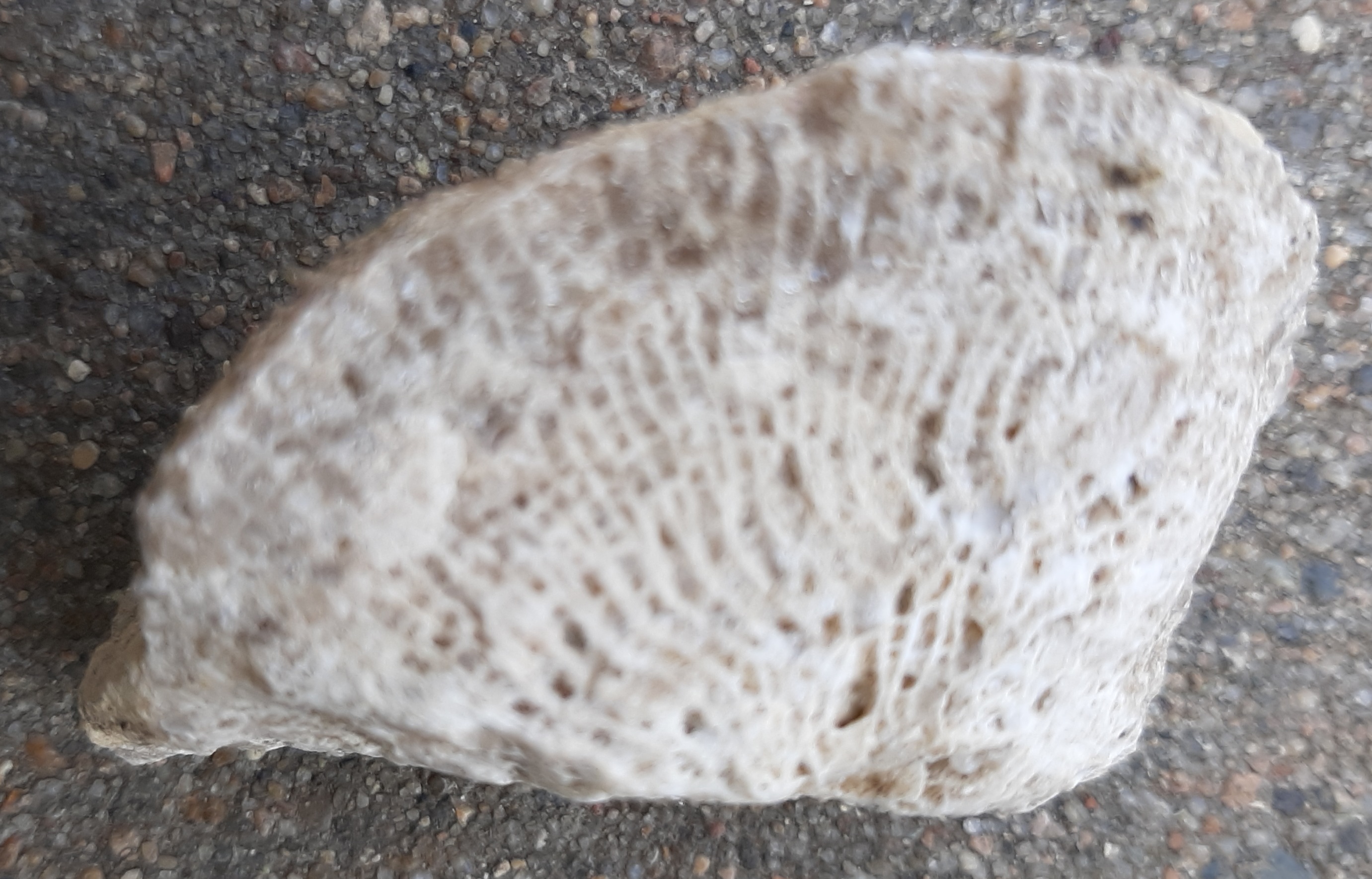 plant fossil? - Fossil ID - The Fossil Forum