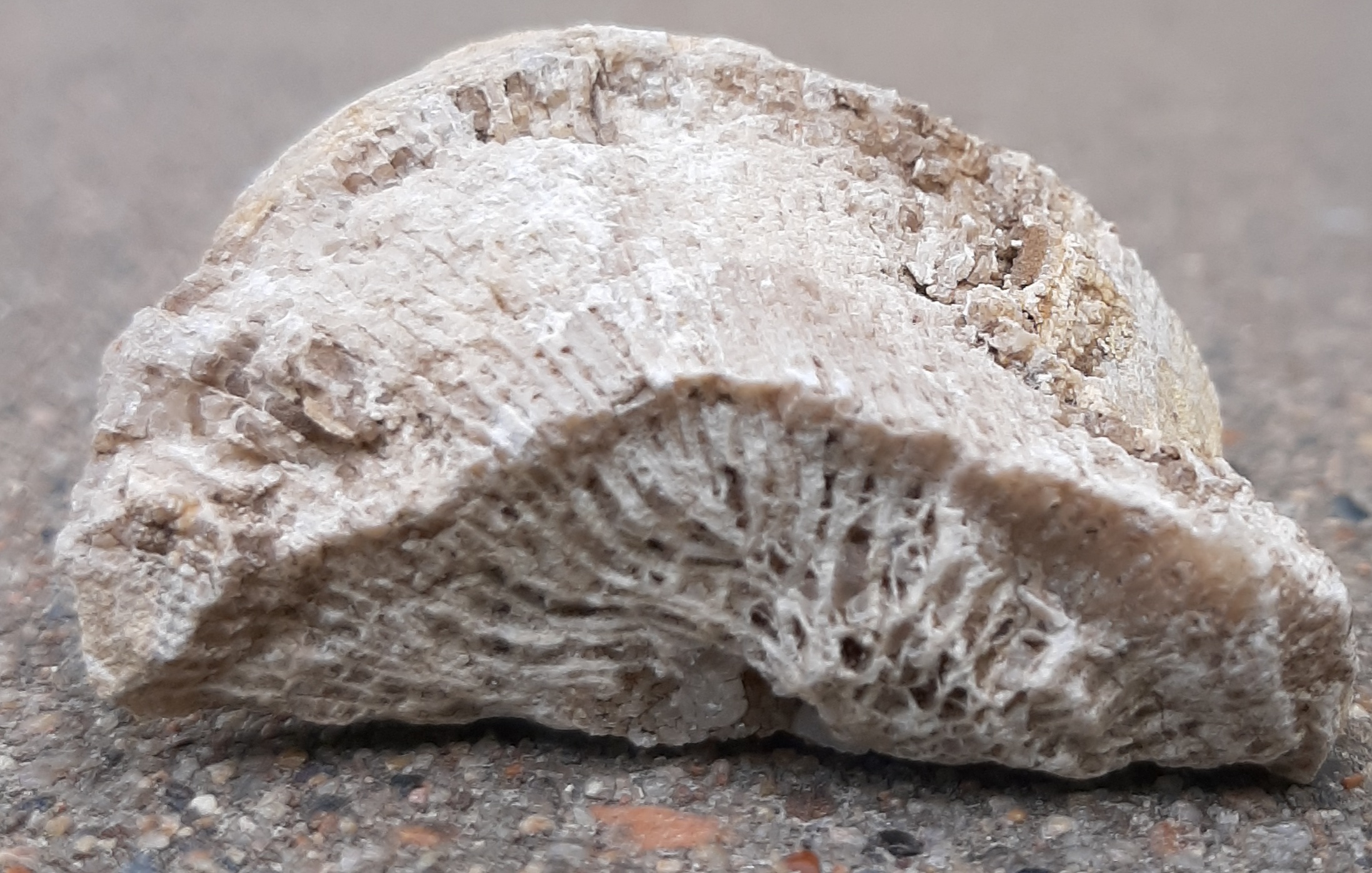 plant fossil? - Fossil ID - The Fossil Forum