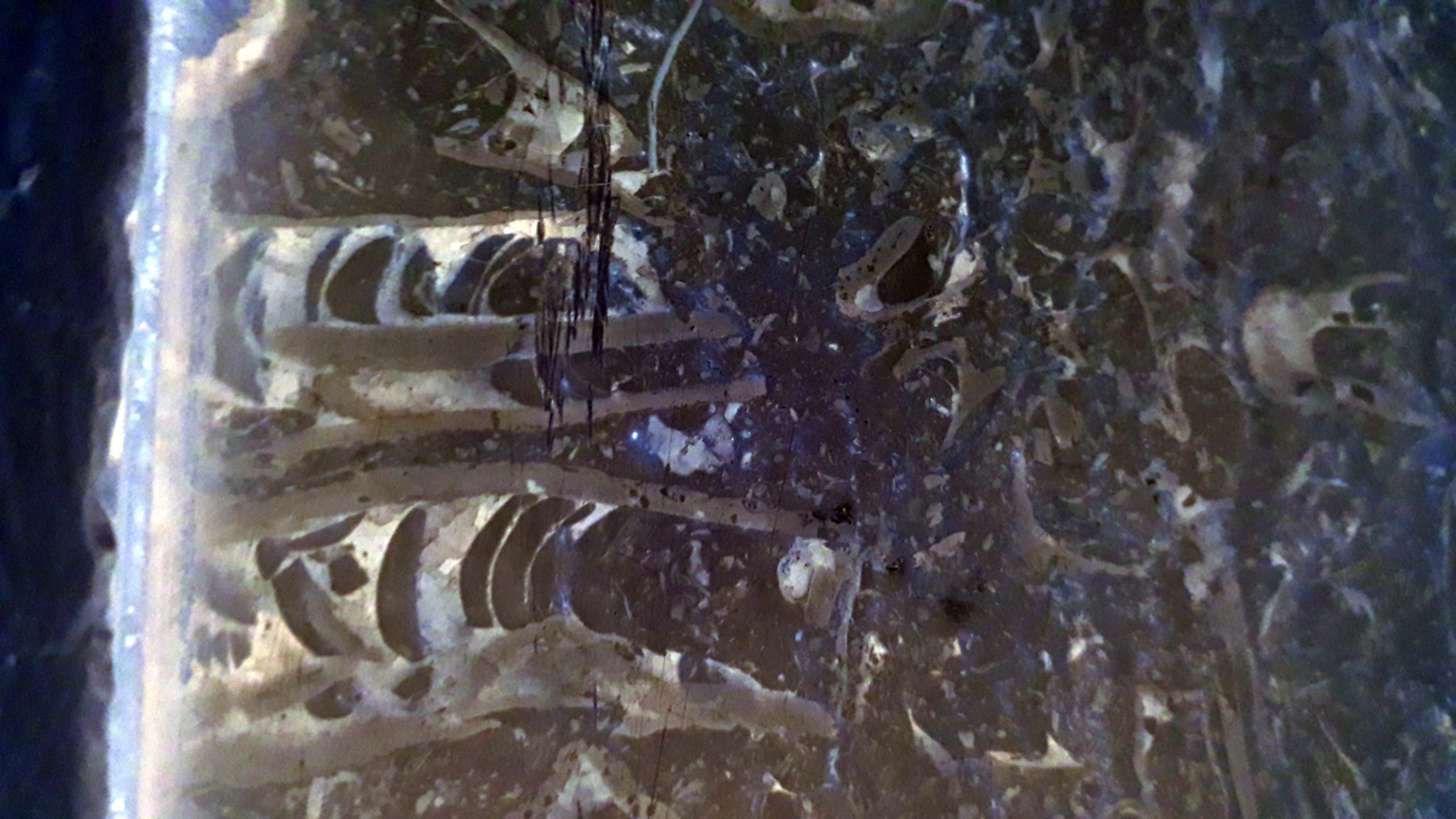 orthocone? - Fossil ID - The Fossil Forum