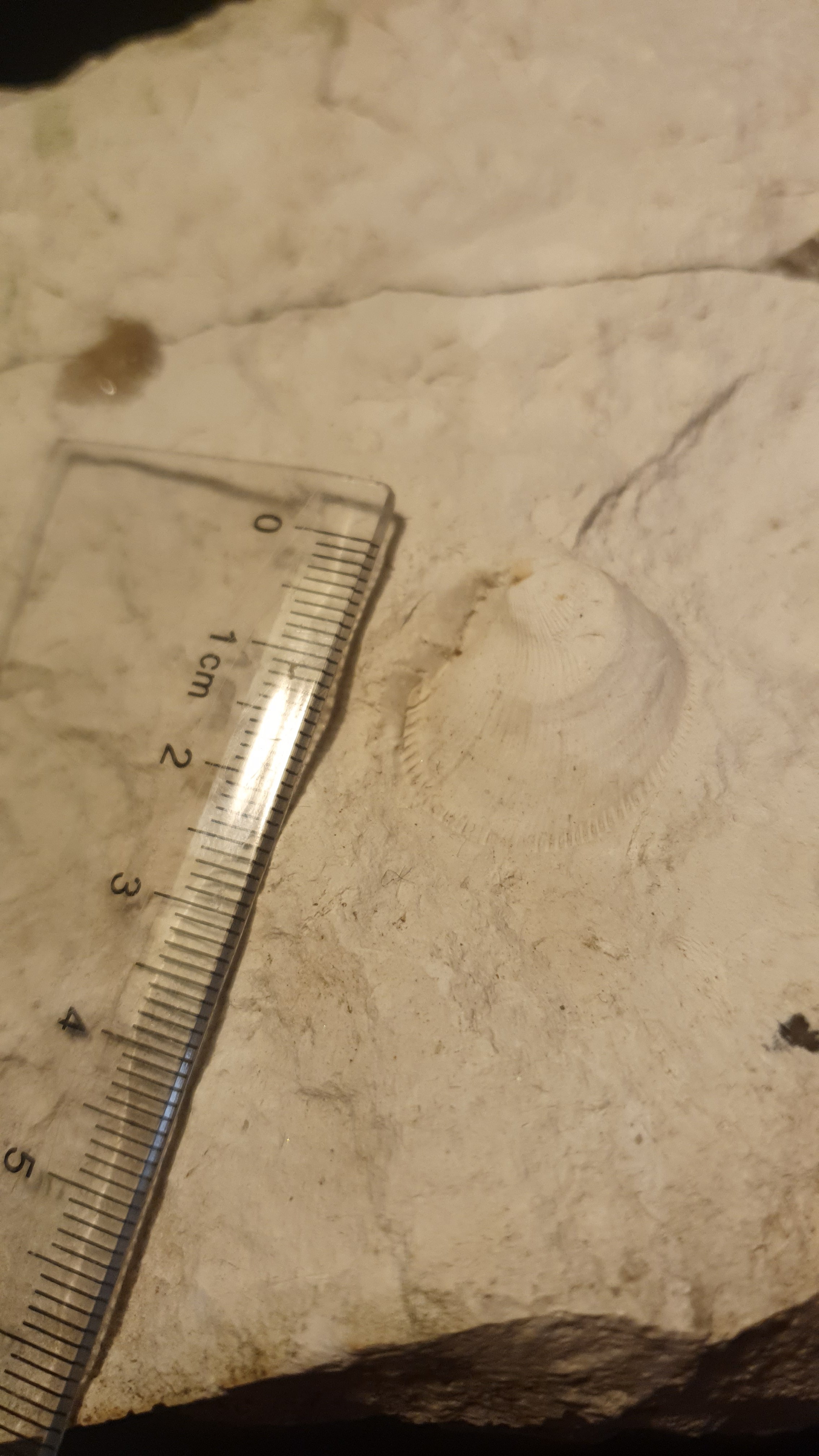 Some swedish fossil finds - Fossil ID - The Fossil Forum