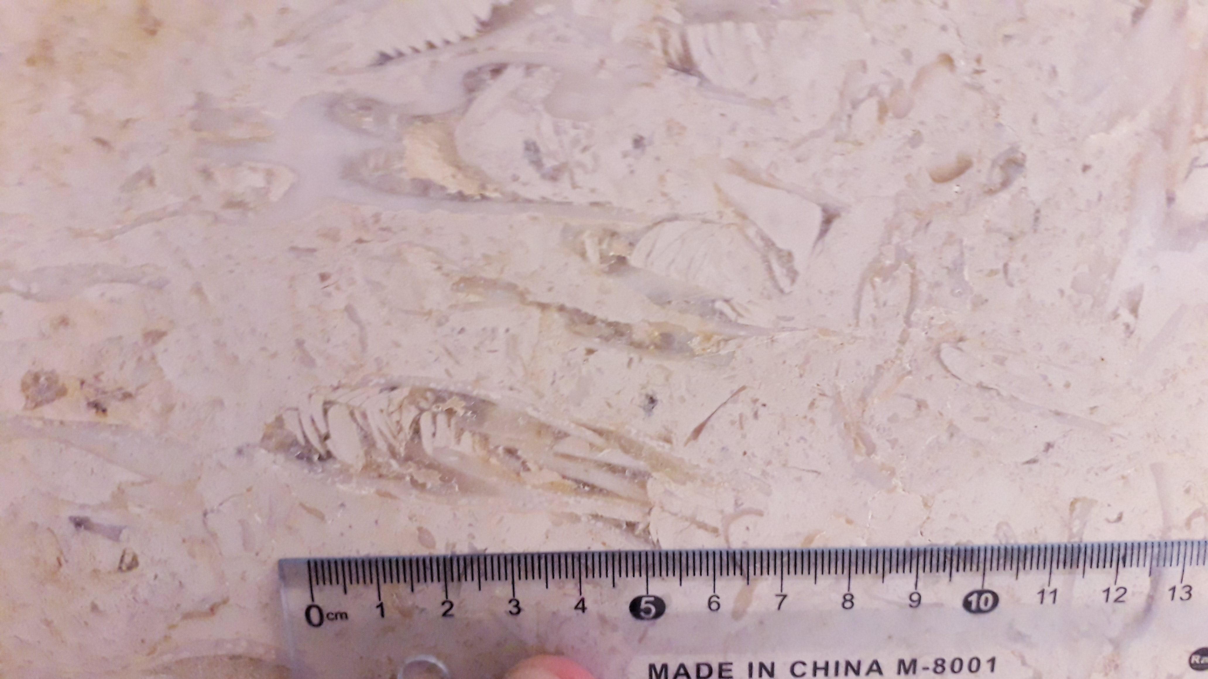 orthocone? - Fossil ID - The Fossil Forum