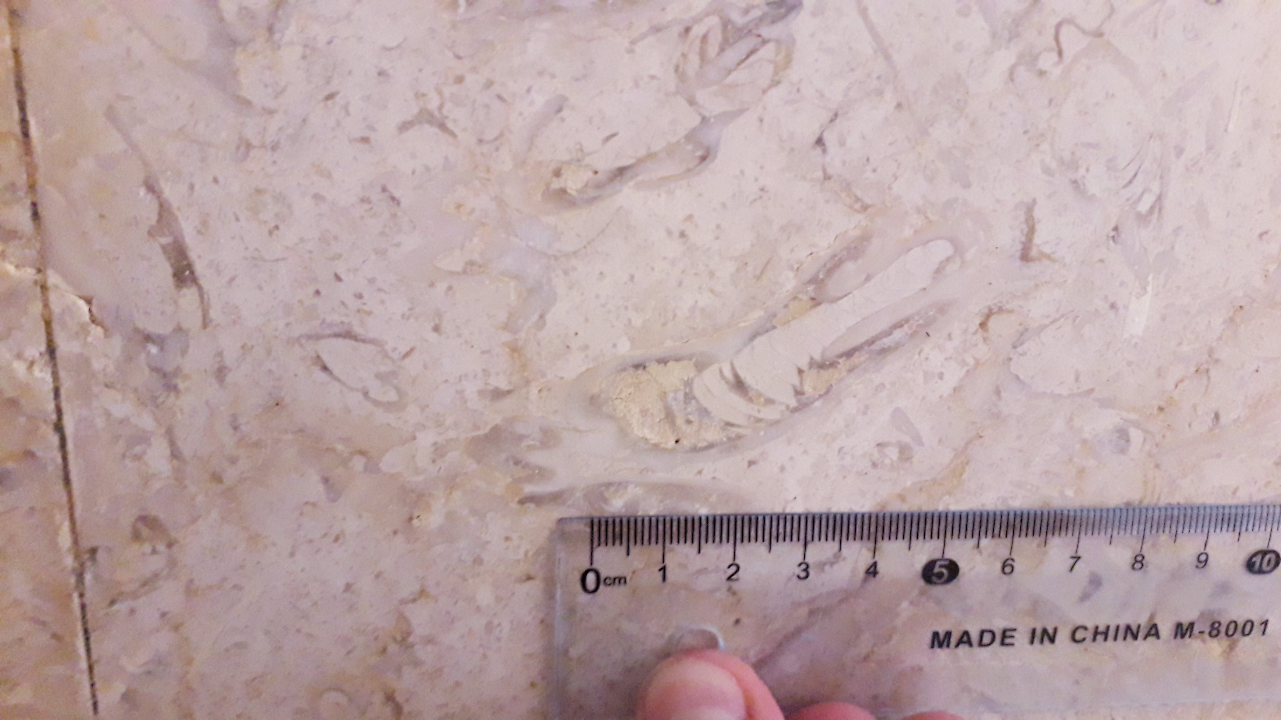 orthocone? - Fossil ID - The Fossil Forum