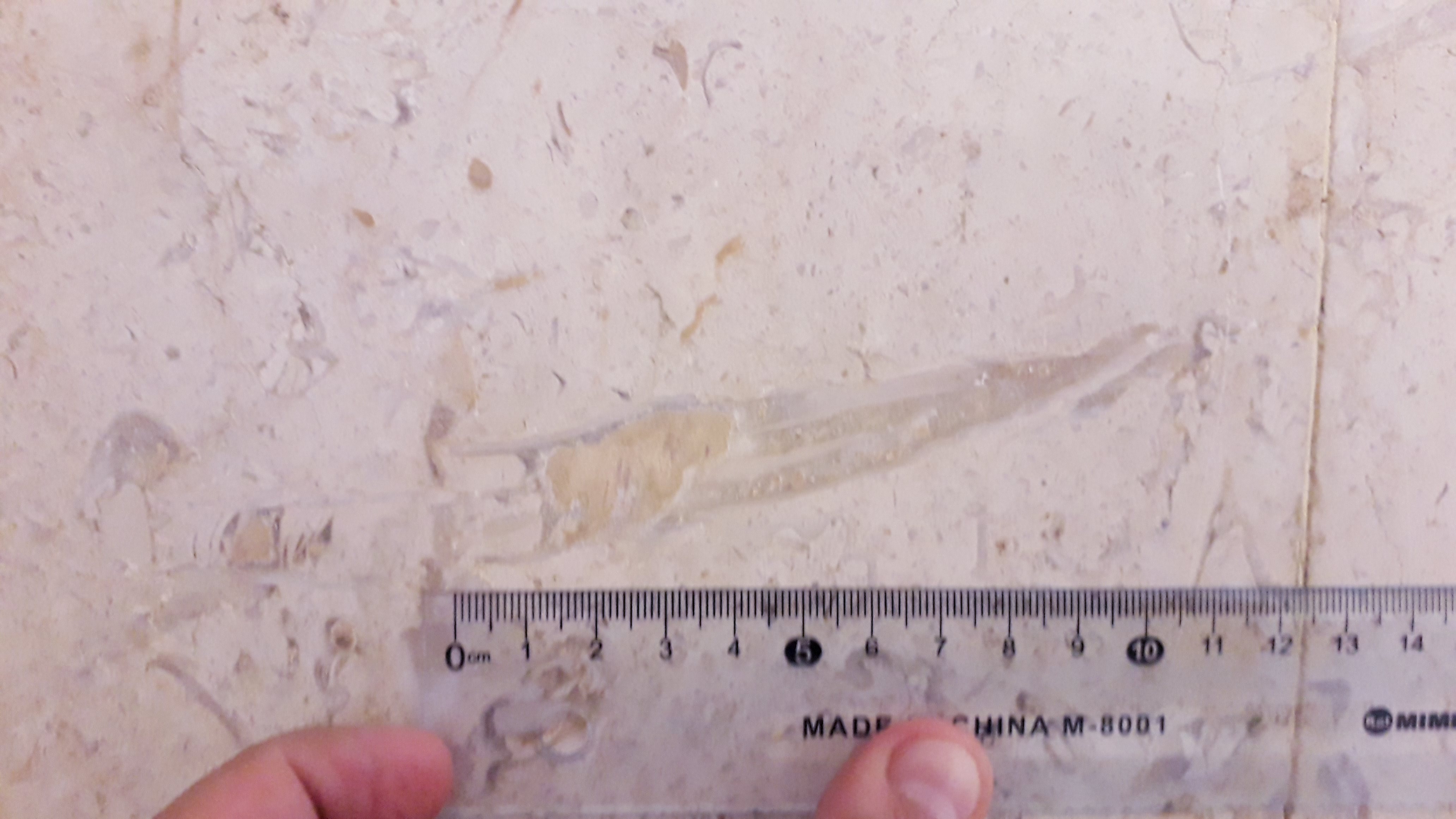orthocone? - Fossil ID - The Fossil Forum