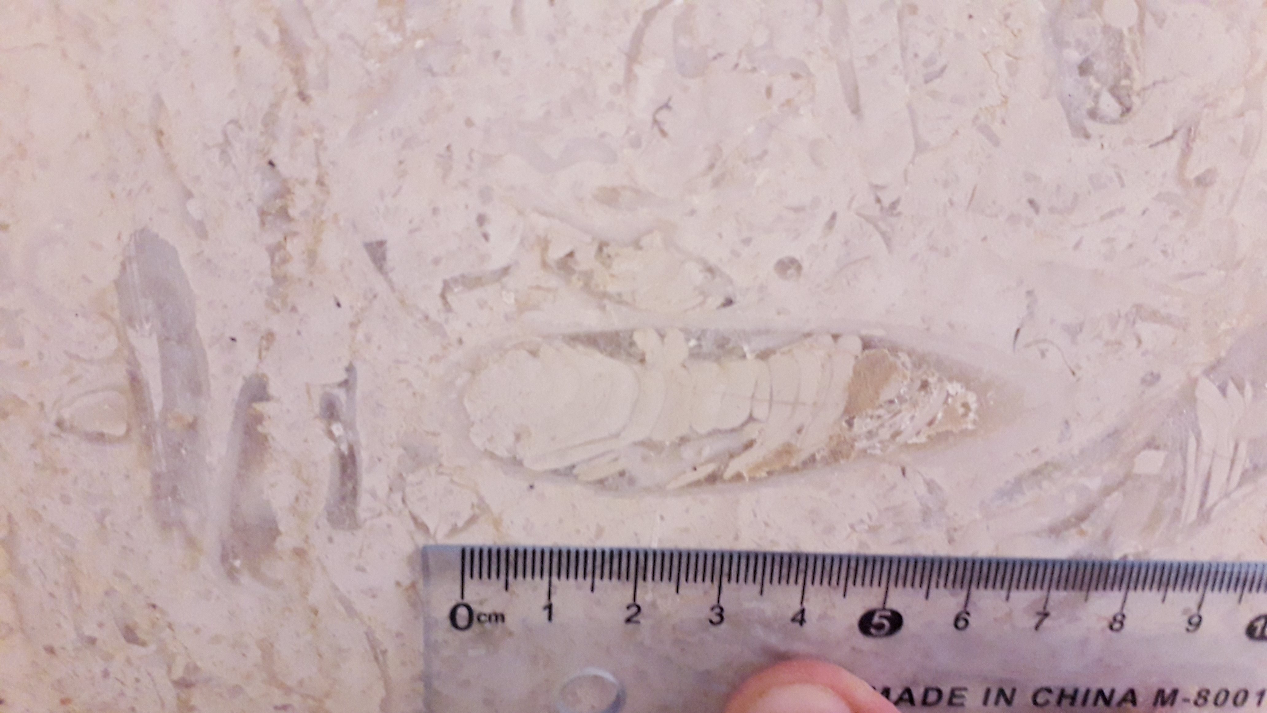 orthocone? - Fossil ID - The Fossil Forum