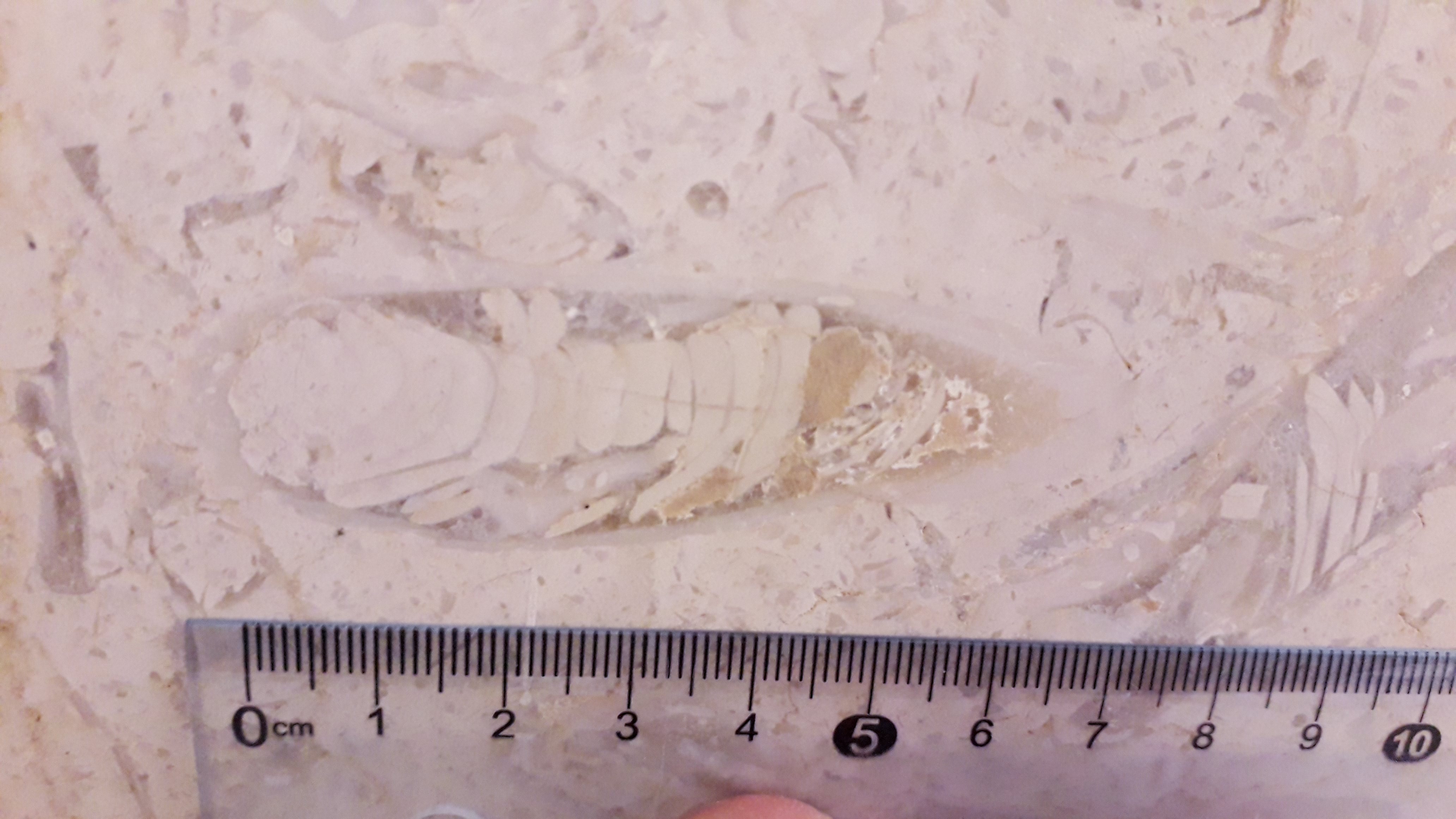 orthocone? - Fossil ID - The Fossil Forum