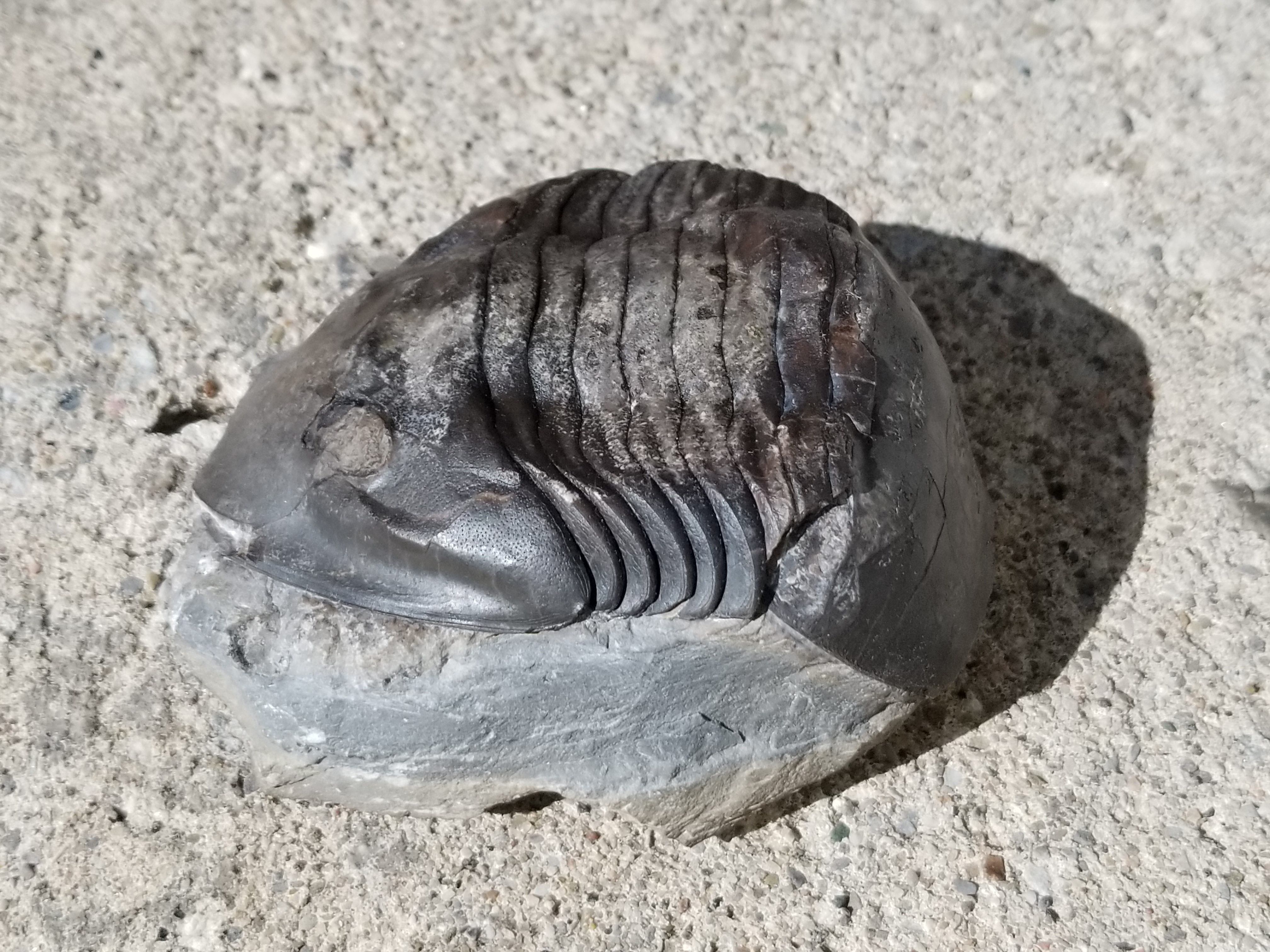 Here is my latest trilobite find - now fully prepped - Fossil ID - The ...