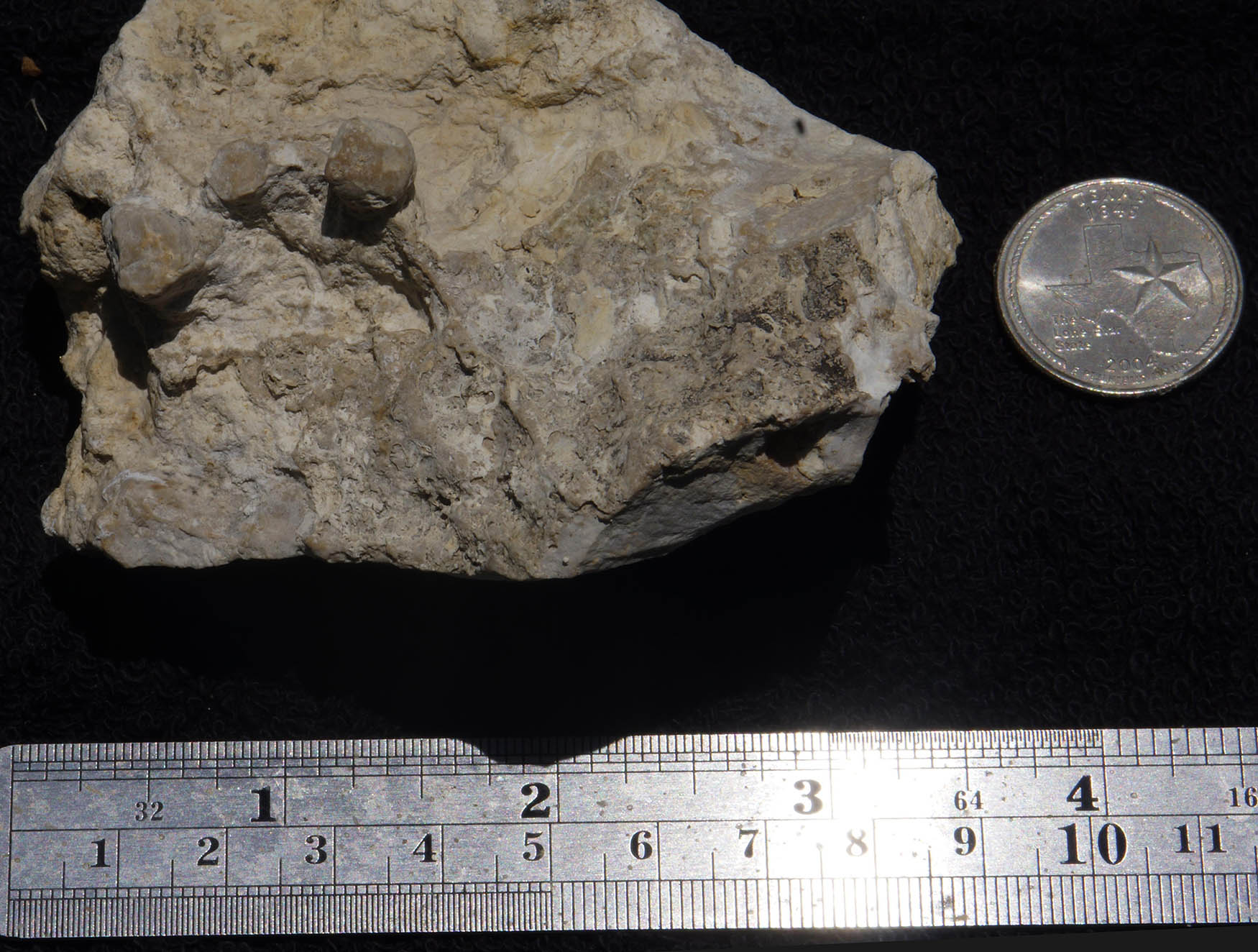 Jaw and Teeth? Cretaceous Travis County TX - Fossil ID - The Fossil Forum