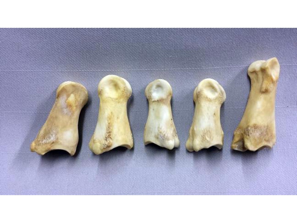 Big brook toe bone? - Fossil ID - The Fossil Forum